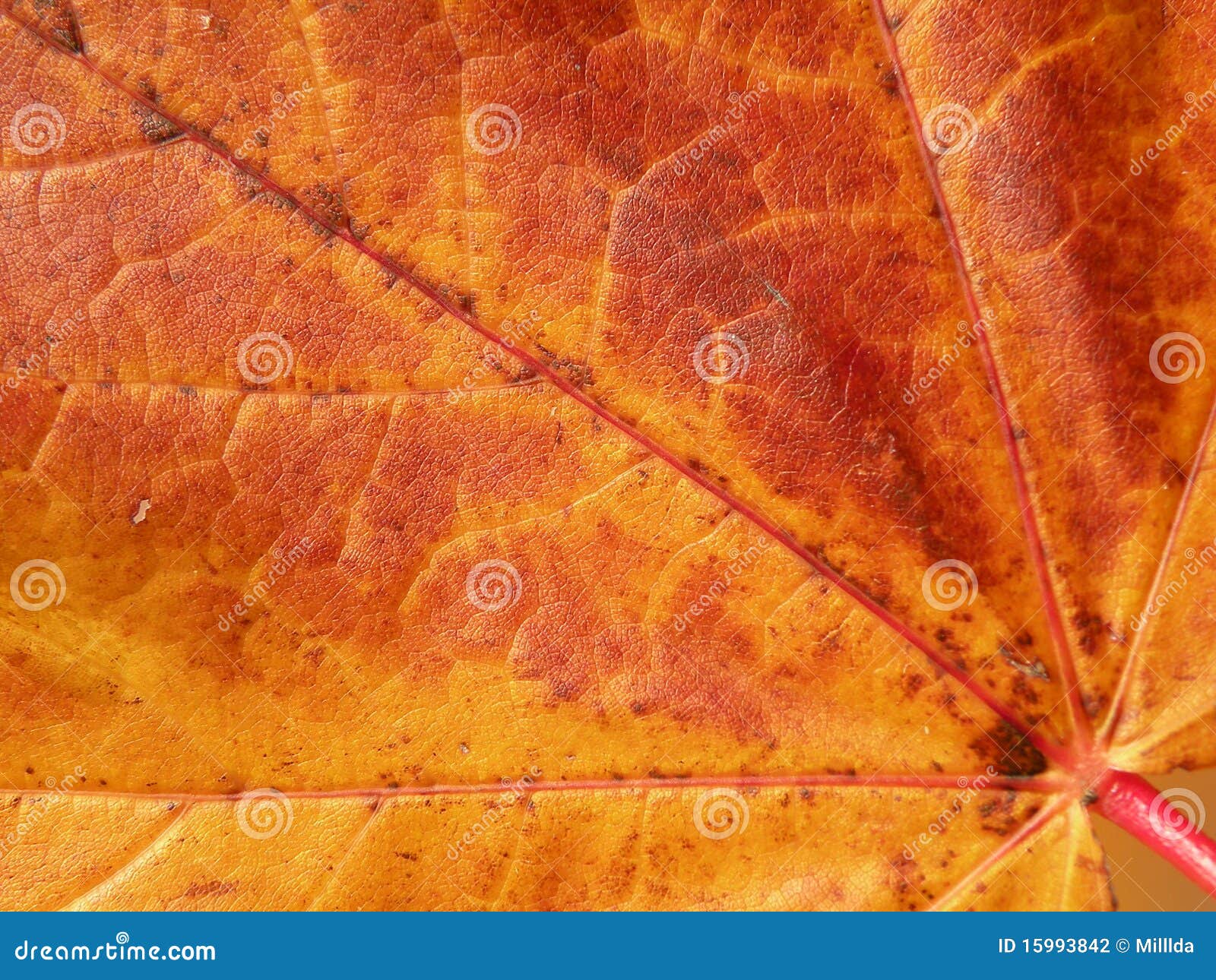 Golden maple leaf stock photo. Image of closeuo, specific - 15993842