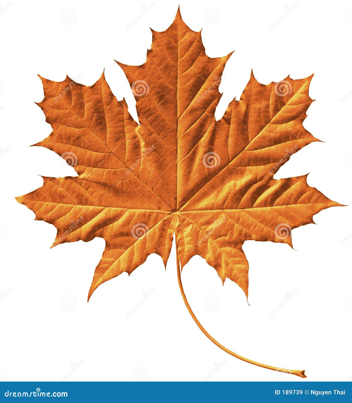 Golden maple leaf stock image. Image of fall, closeup, white - 189739