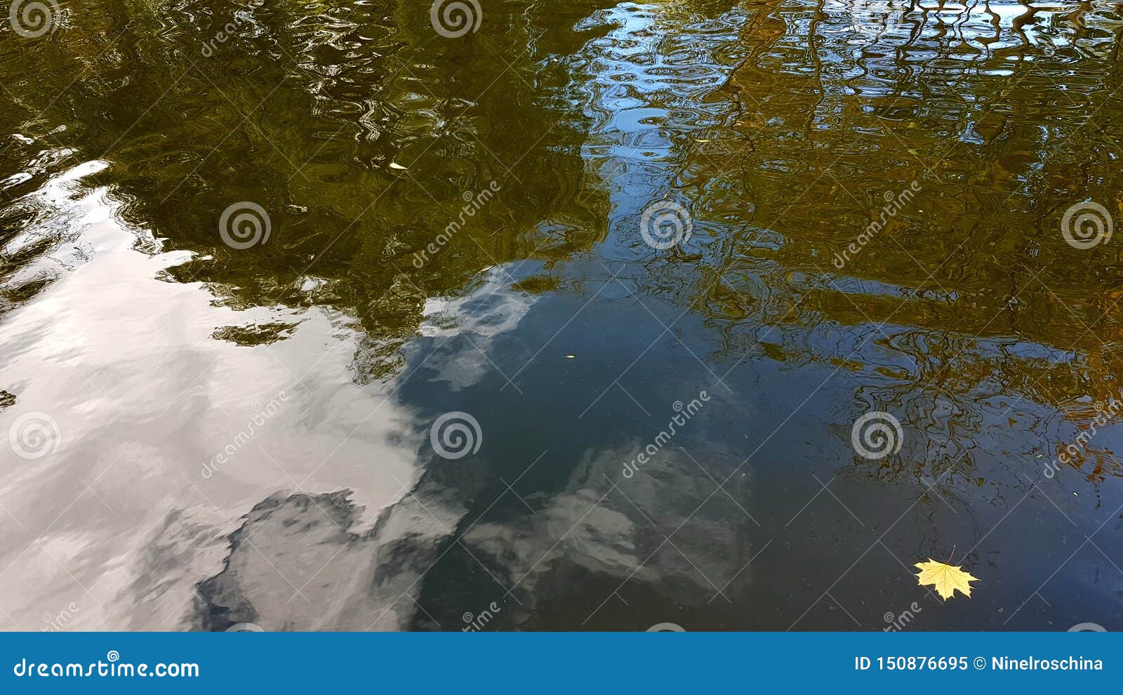 Golden Maple Leaf is Floating Alone at Water Surface Stock Image ...