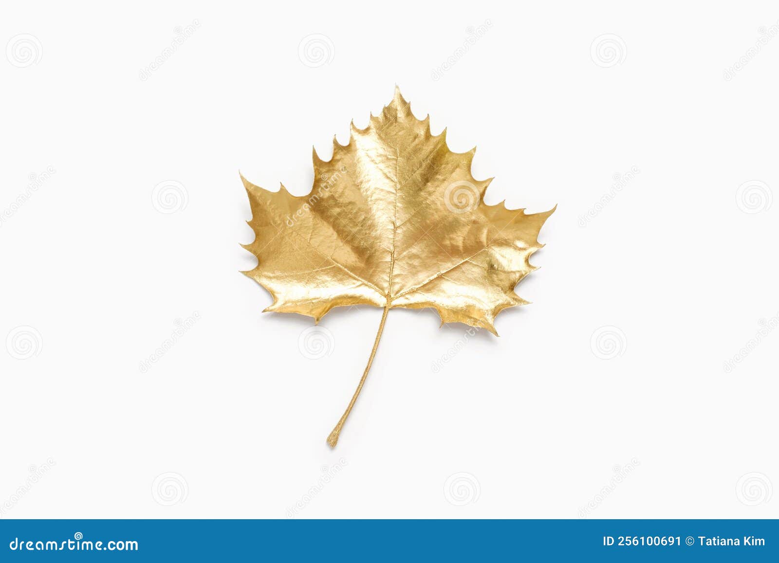 Golden Maple Leaf Isolated on White Background Close Up Top View. Stock ...