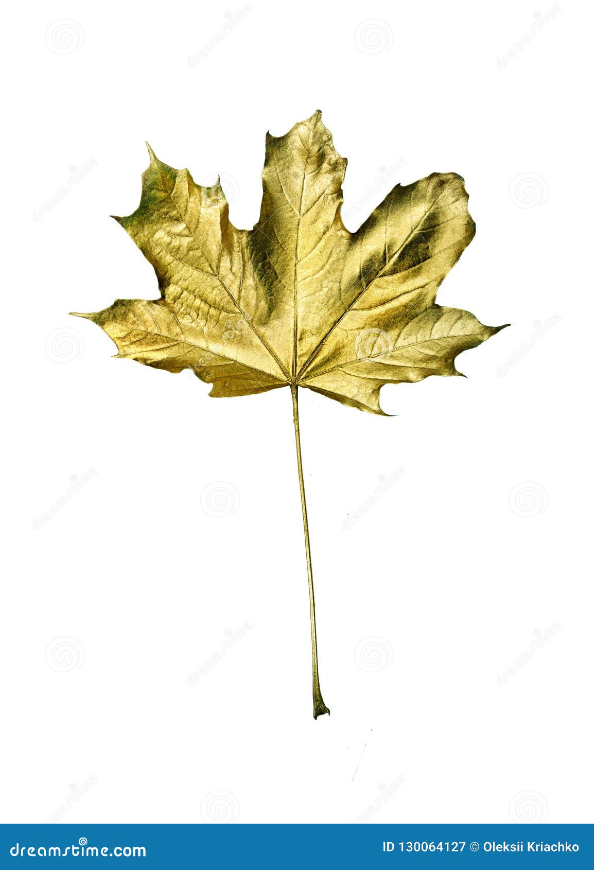 Golden Maple Leaf Isolated on White Stock Image - Image of nature ...