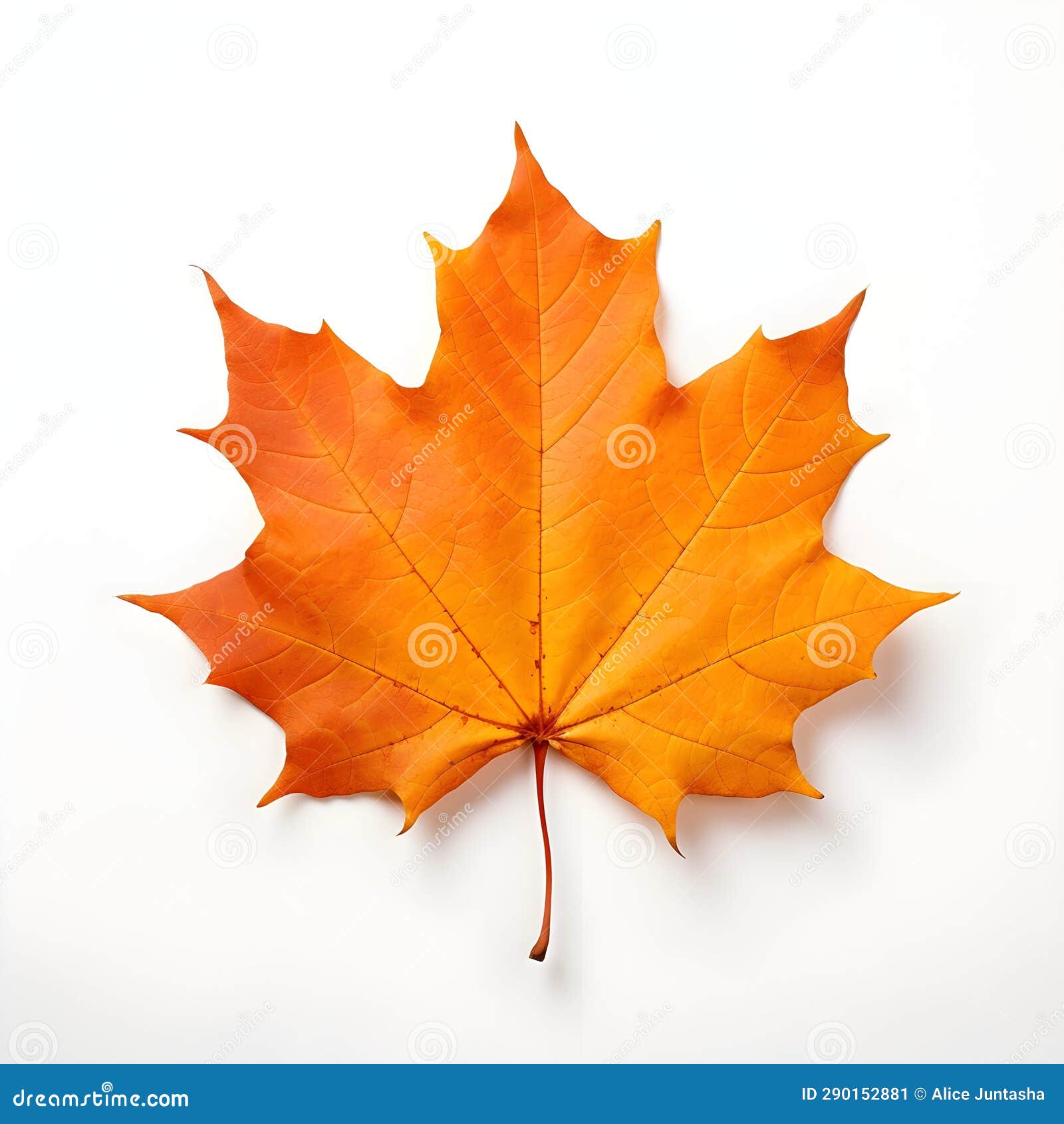 A golden maple leaf stock illustration. Illustration of october - 290152881