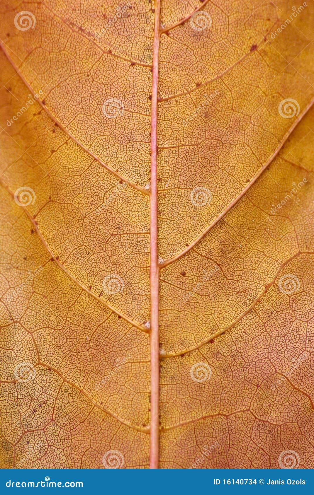Golden maple leaf texture stock photo. Image of color - 16140734