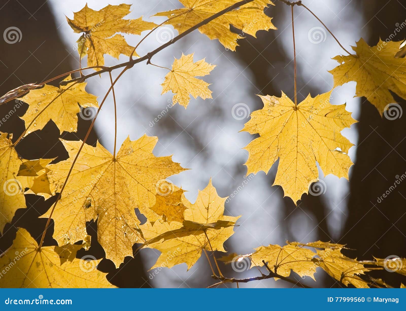 Golden maple leaves stock photo. Image of color, autumn - 77999560