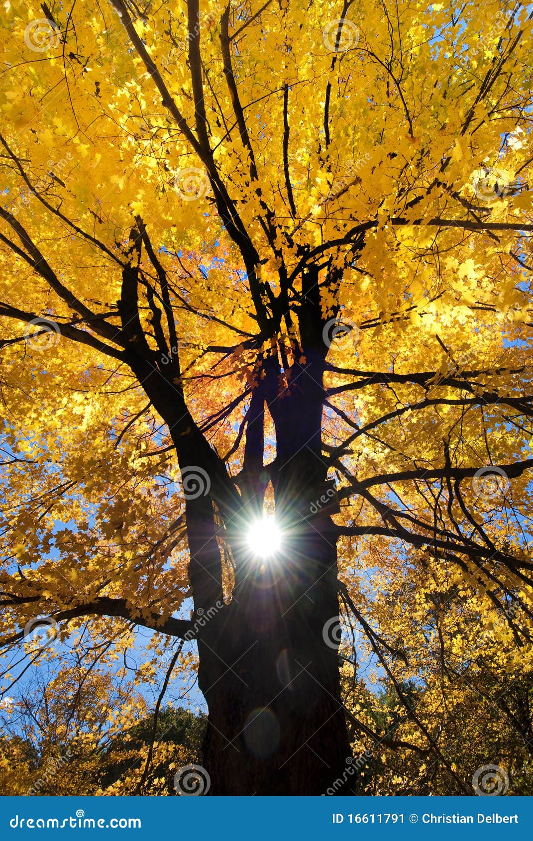 Golden maple tree stock image. Image of color, nature - 16611791