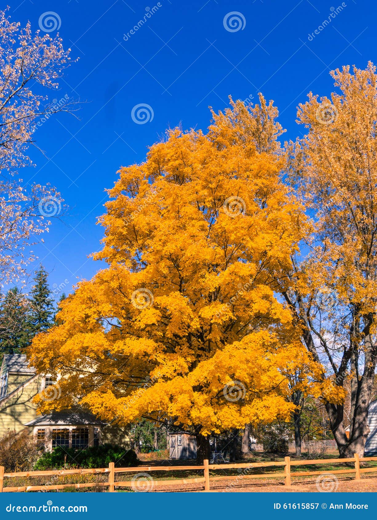 Golden Maple tree stock image. Image of color, fall, yellow - 61615857