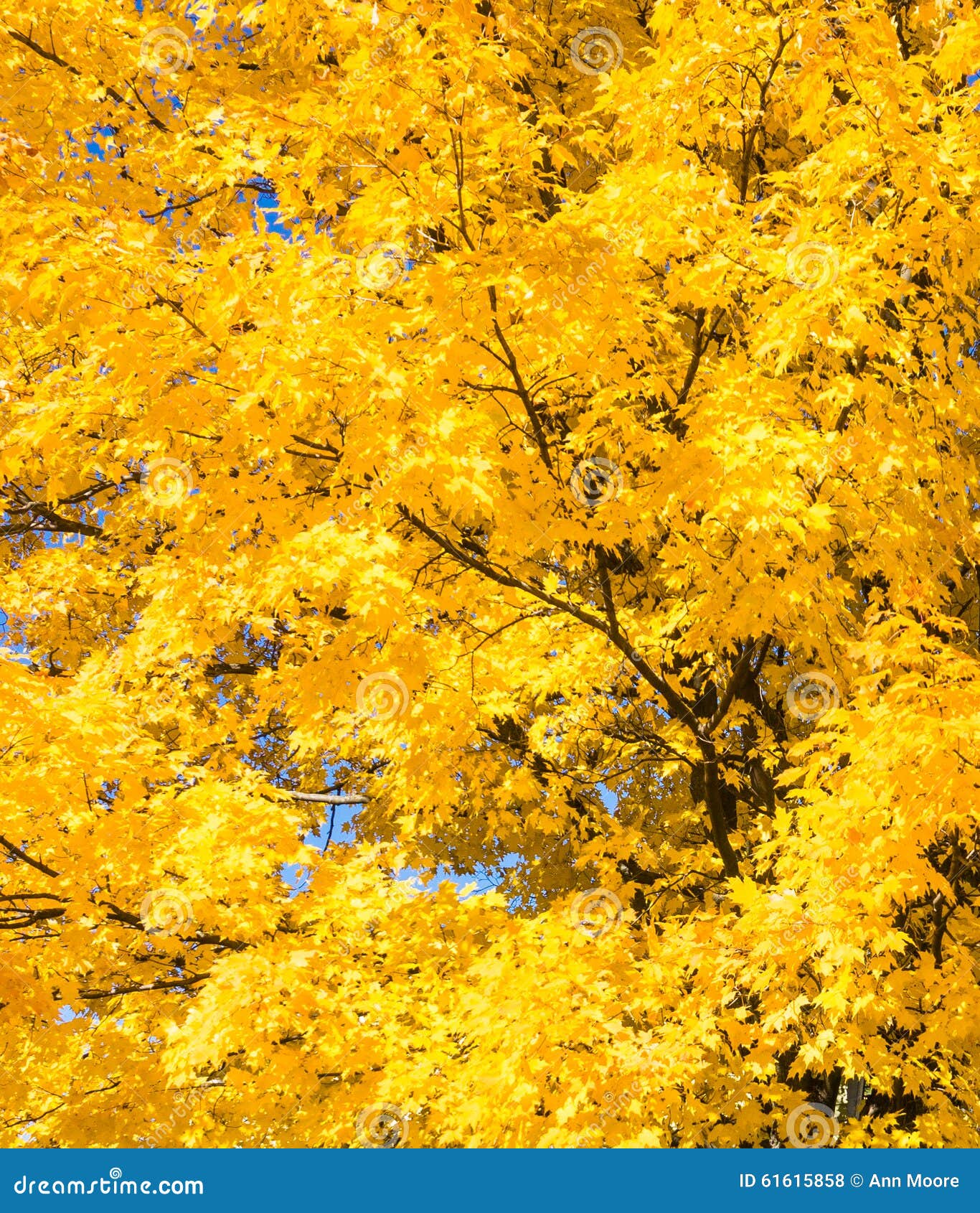 Golden Maple tree stock photo. Image of yellow, tree - 61615858