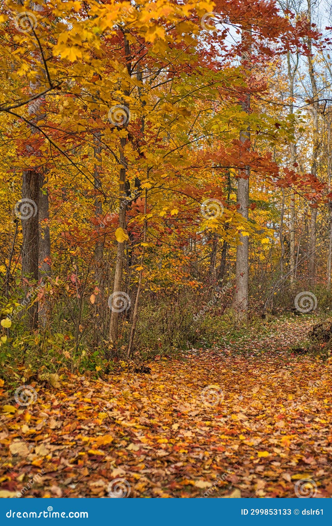 Golden Maple Trees in the Autumn Stock Image - Image of season, gold ...