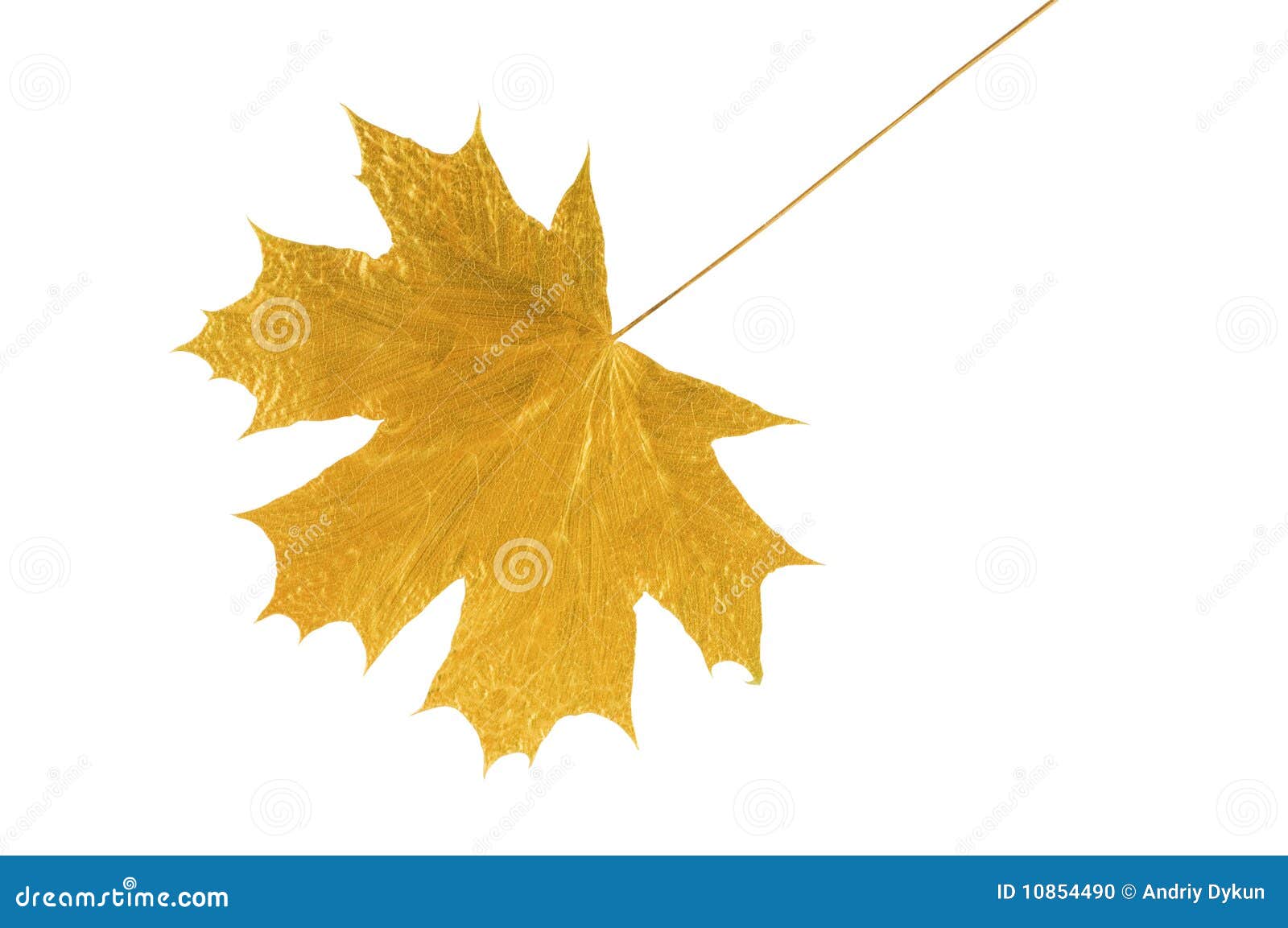 Golden maple tree leaf stock photo. Image of material - 10854490