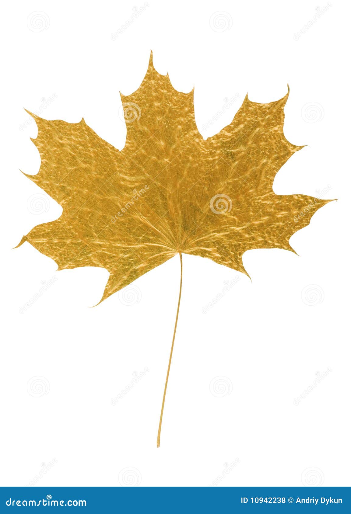 Golden maple tree leaf stock photo. Image of natural - 10942238