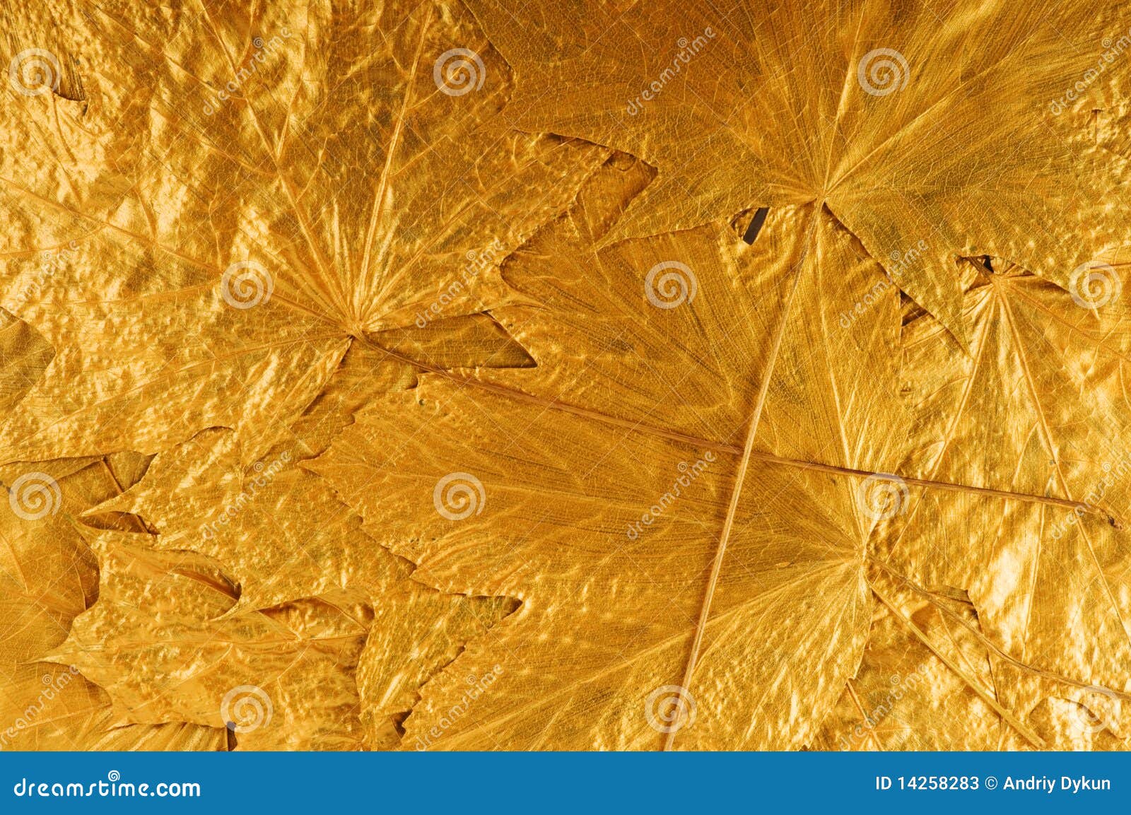 Golden Maple Trees Royalty-Free Stock Photo | CartoonDealer.com #15085989