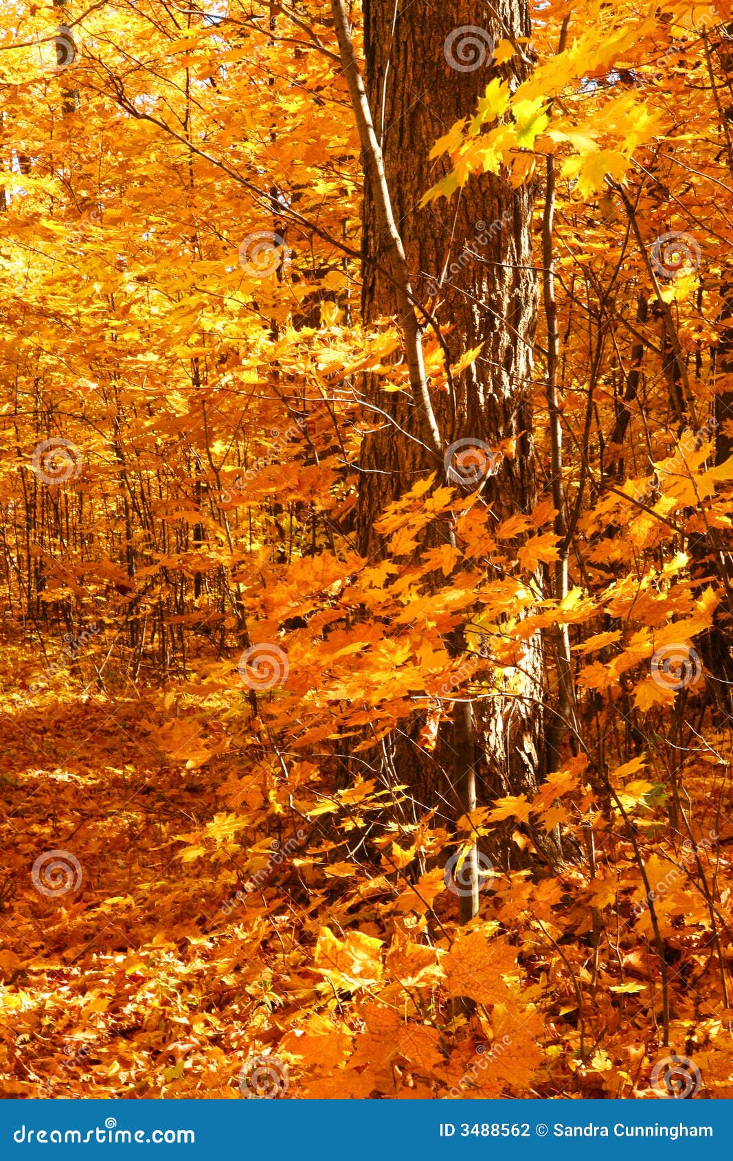 Golden maple trees stock photo. Image of maple, natural - 3488562