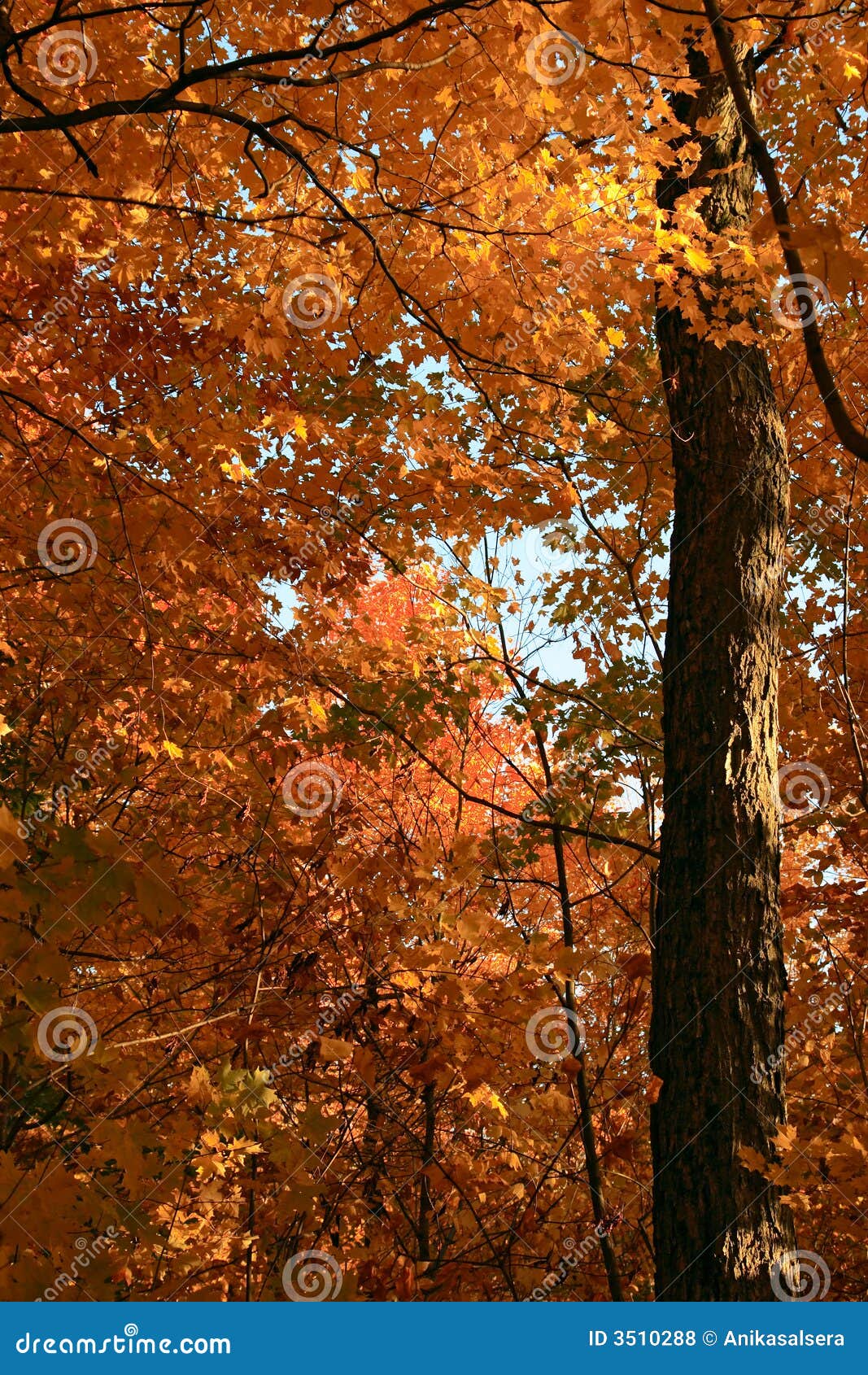 Golden maple trees stock photo. Image of outdoor, saturation - 3510288