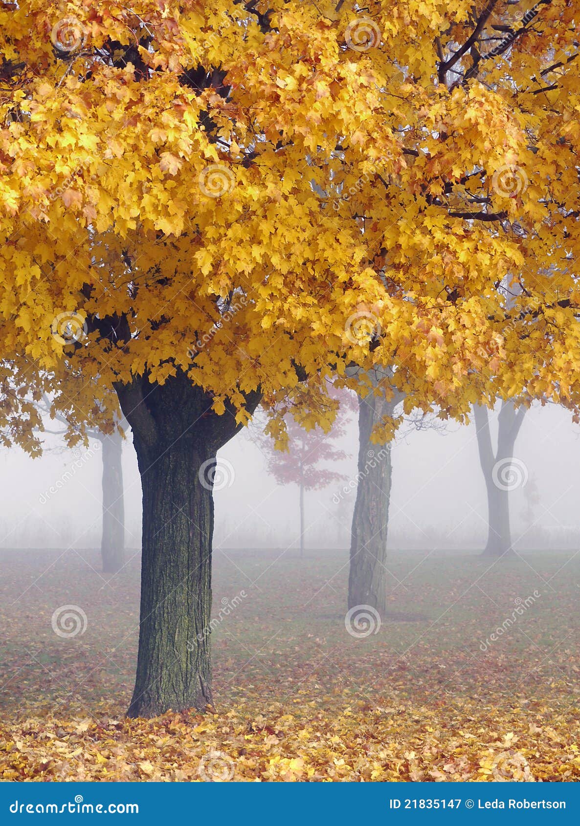 Golden Maple Trees in the Mist Stock Image - Image of fall, foliage ...