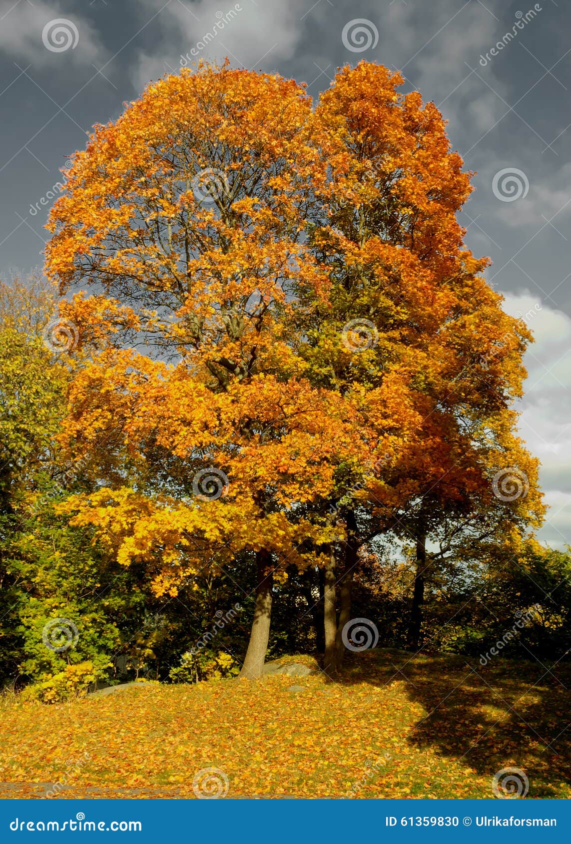 Golden maple trees stock photo. Image of dark, foliage - 61359830