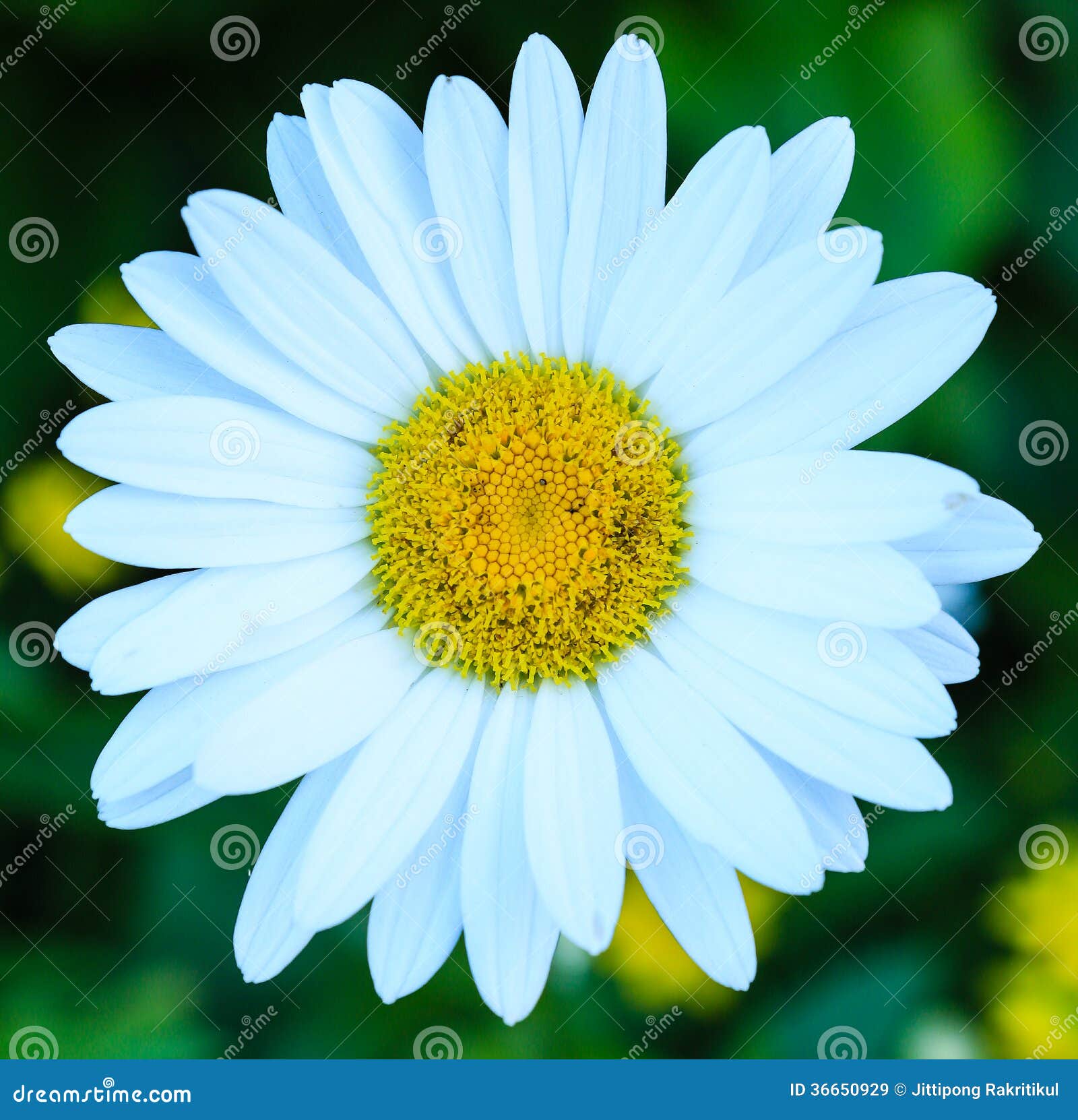 Marguerite Daisy Argyranthemum Frutescens Stock Photography ...