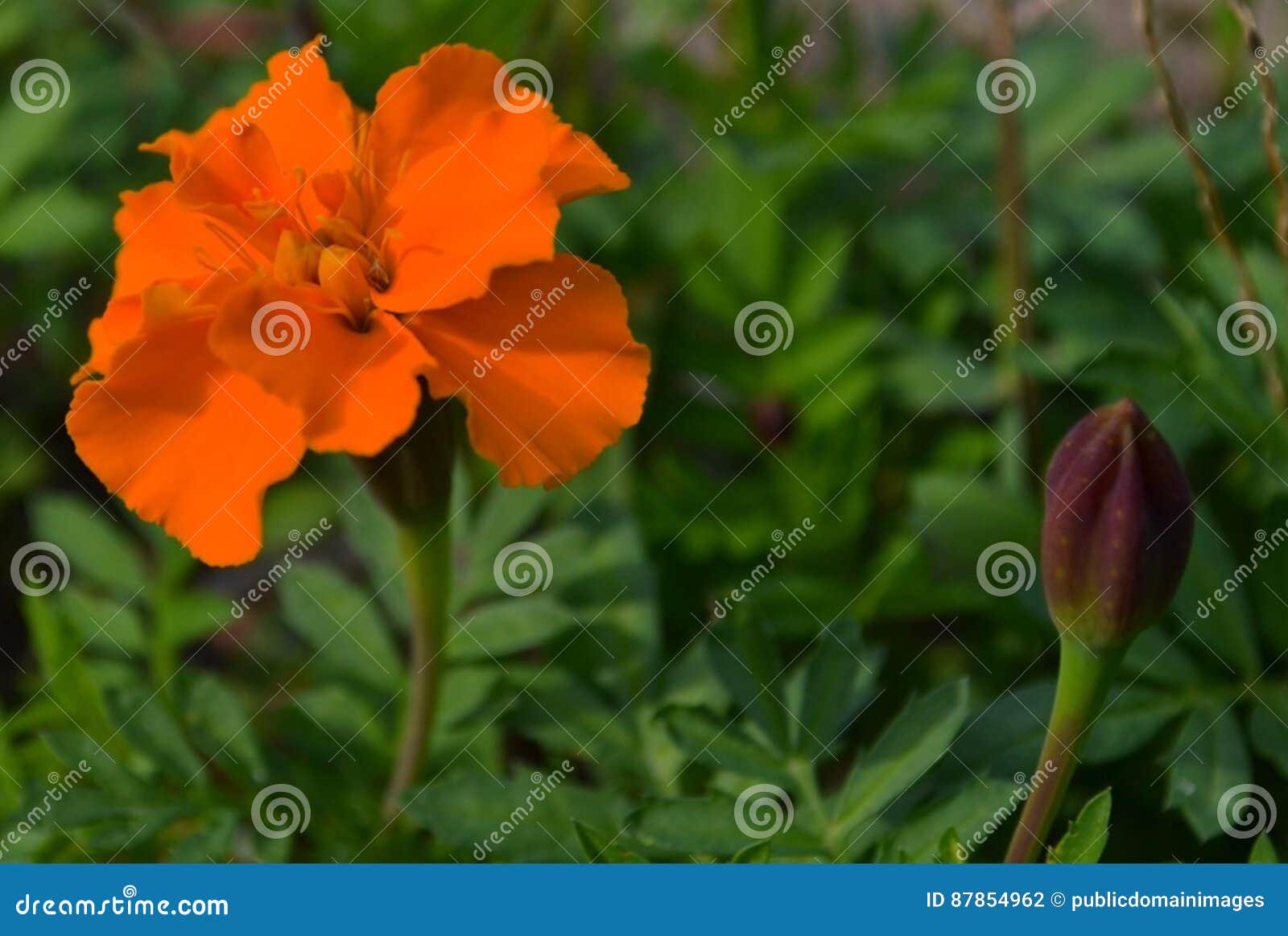 Golden-marigold Picture. Image: 87854962