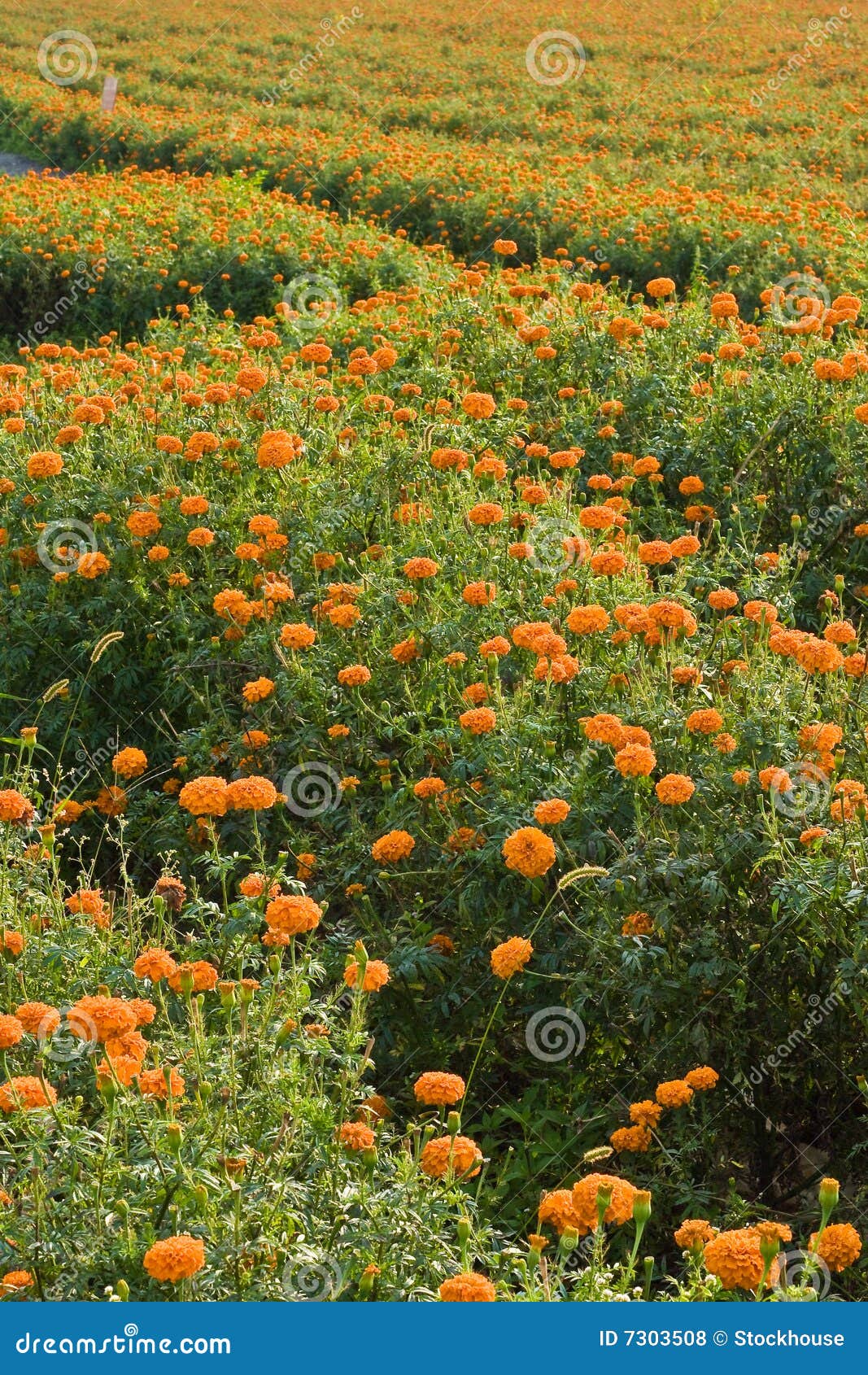 Golden marigold fields (2) stock photo. Image of beautiful - 7303508