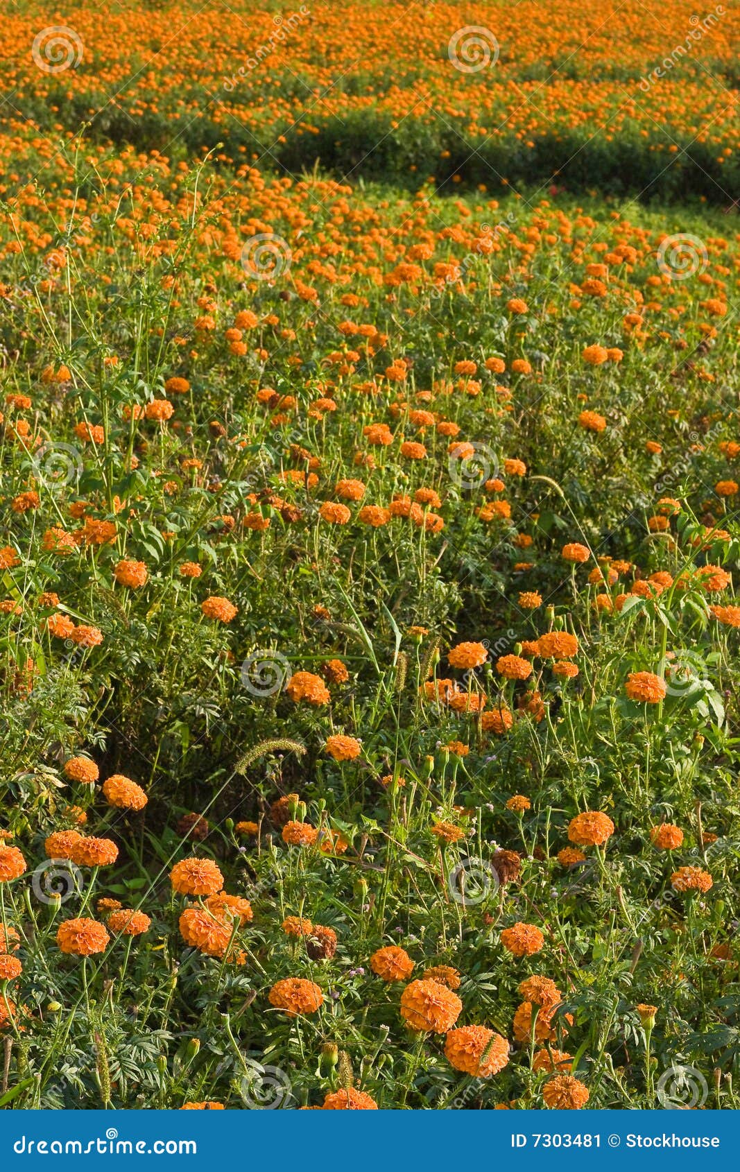 Golden marigold fields (3) stock image. Image of orange - 7303481