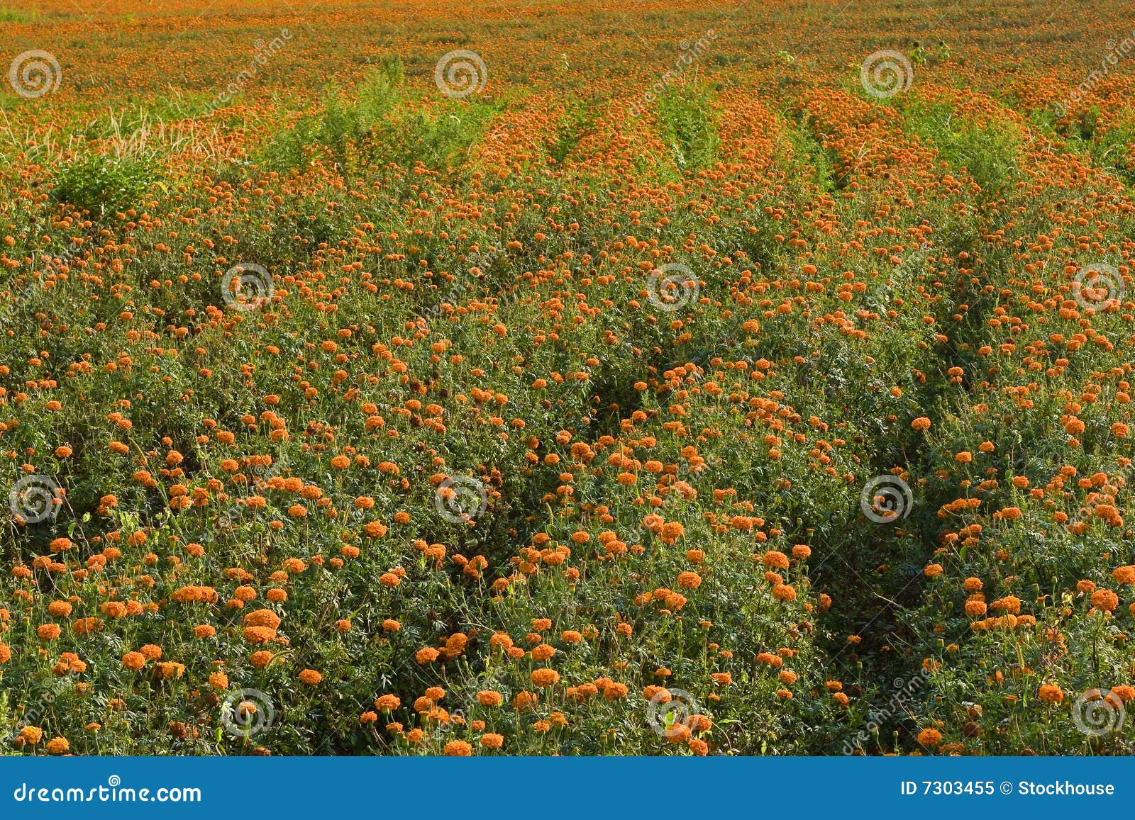 Golden marigold fields (4) stock image. Image of hongtudi - 7303455