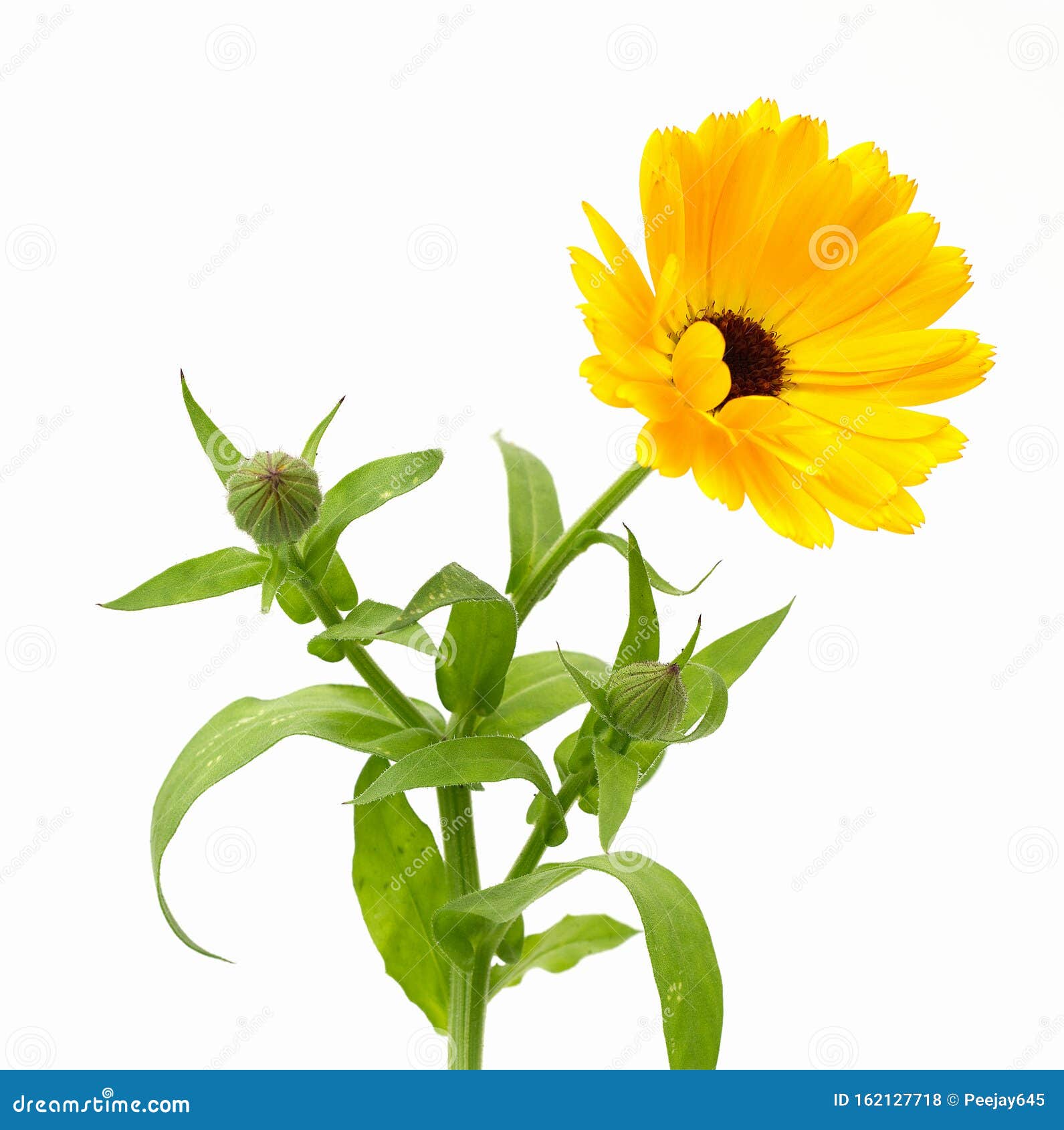 Wonderful Golden Marigold Flowers Stock Photo - Image of gardening ...