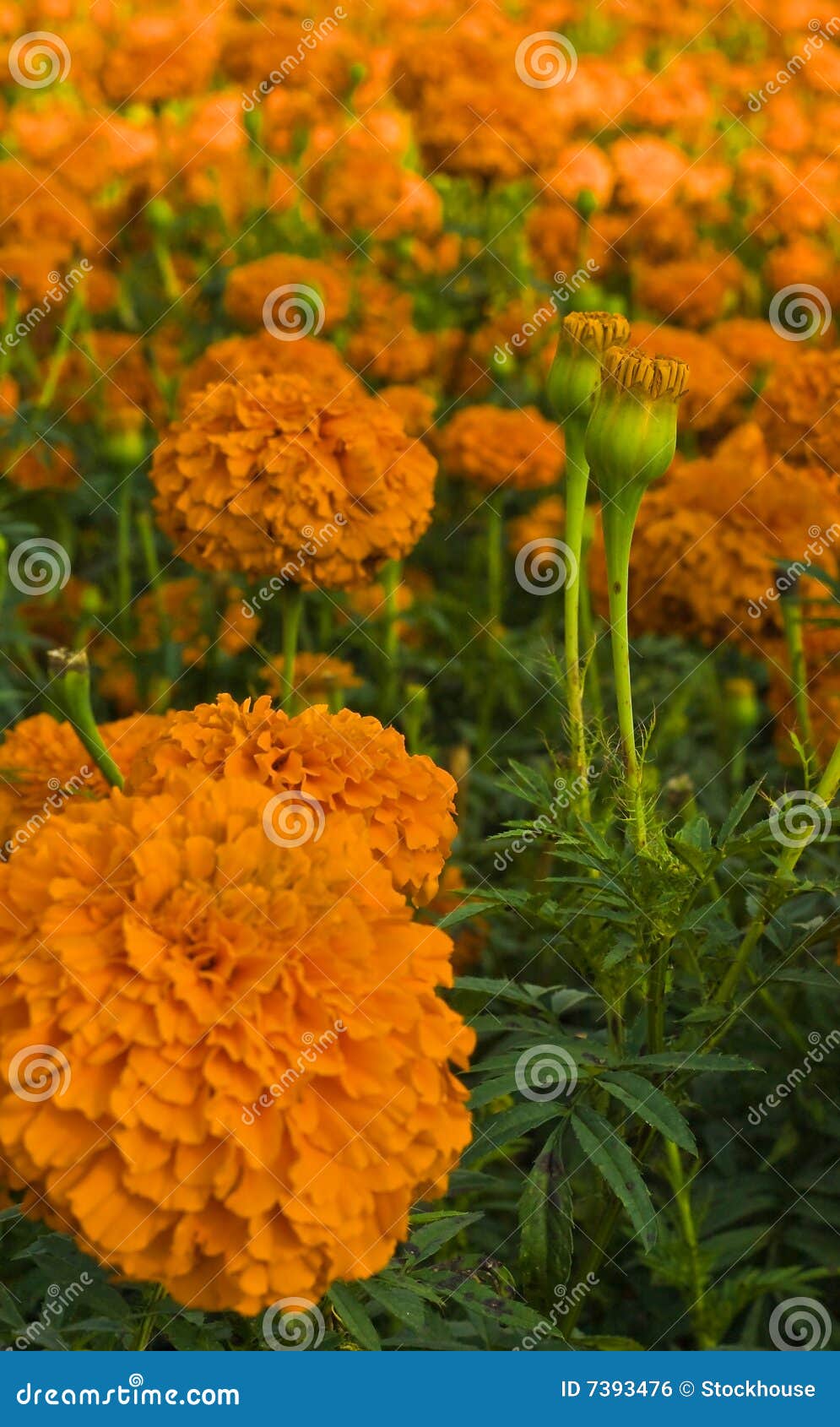 Golden marigold flowers stock photo. Image of colour, calendula - 7393476
