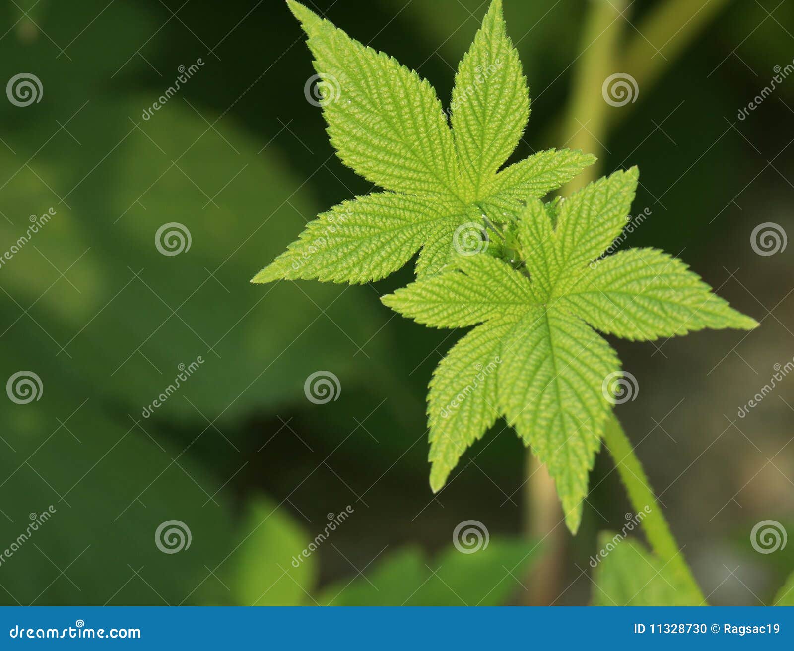 Golden mean ratio in leaf stock photo. Image of yellow - 11328730