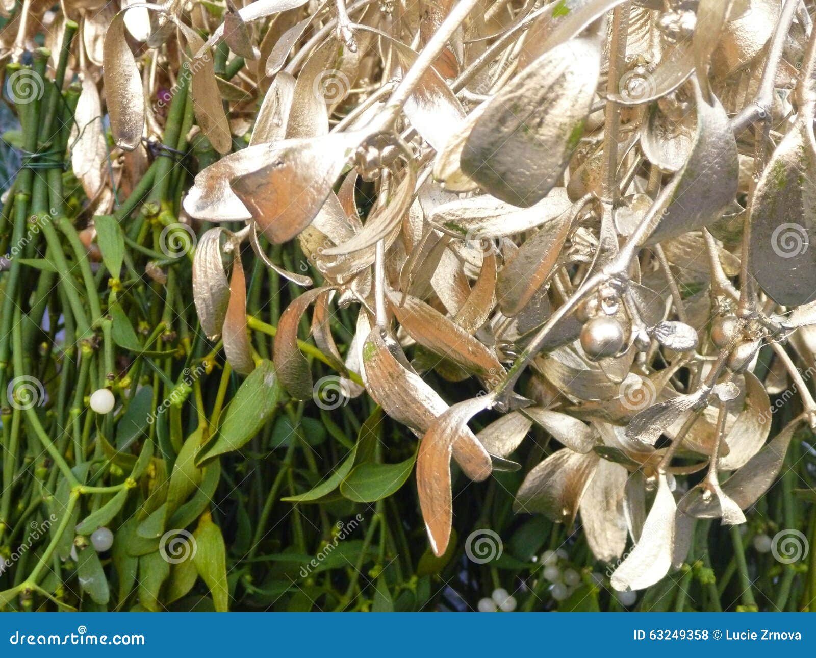 Golden Mistletoe As a Symbol of Chiristmas Stock Photo - Image of ...