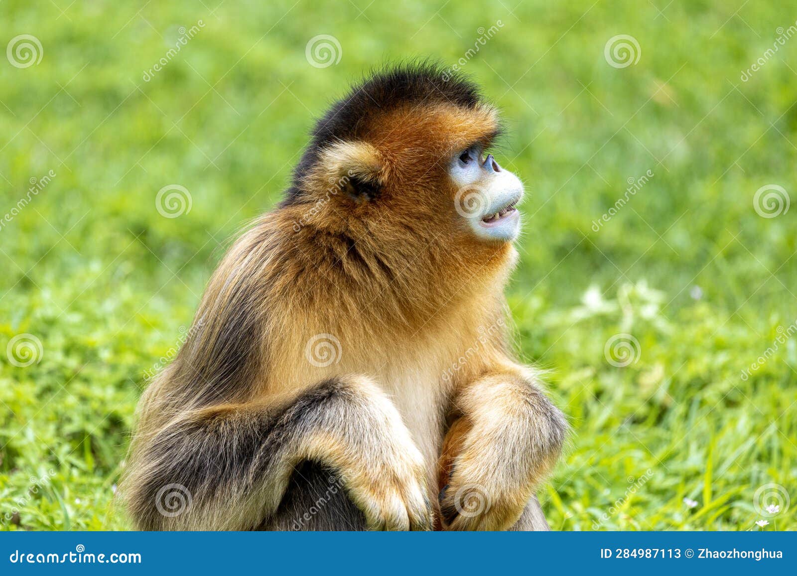 Golden monkey stock image. Image of mammal, long, thread - 284987113