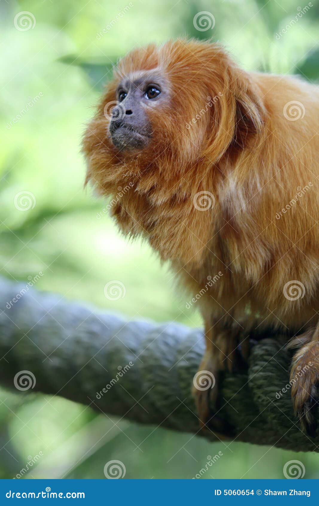 Golden Monkey stock photo. Image of golden, creature, jungle - 5060654