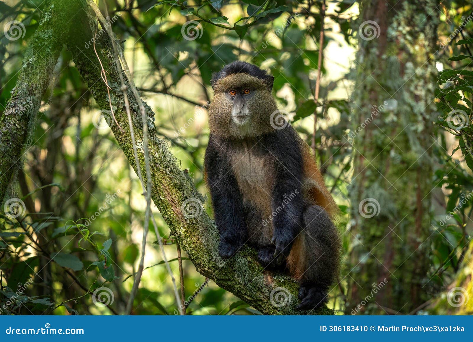 Golden Monkey, Cercopithecus Kandti Stock Photo - Image of fauna ...