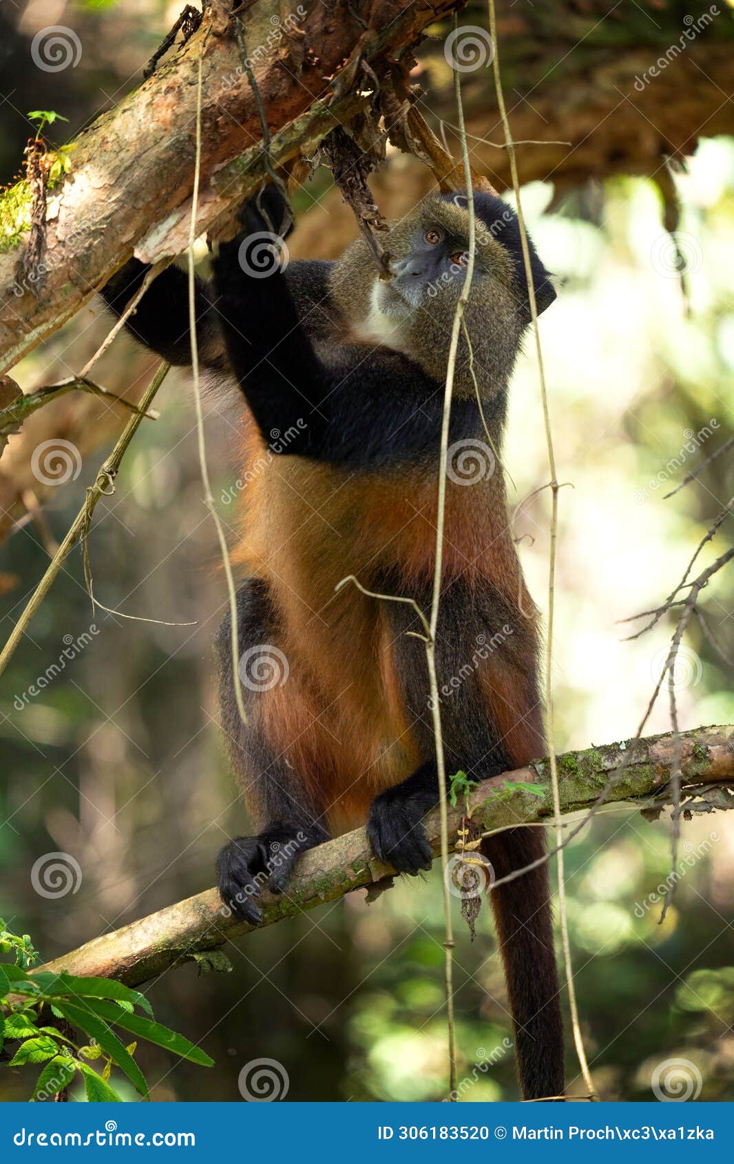 Golden Monkey, Cercopithecus Kandti Stock Photo - Image of poacher ...