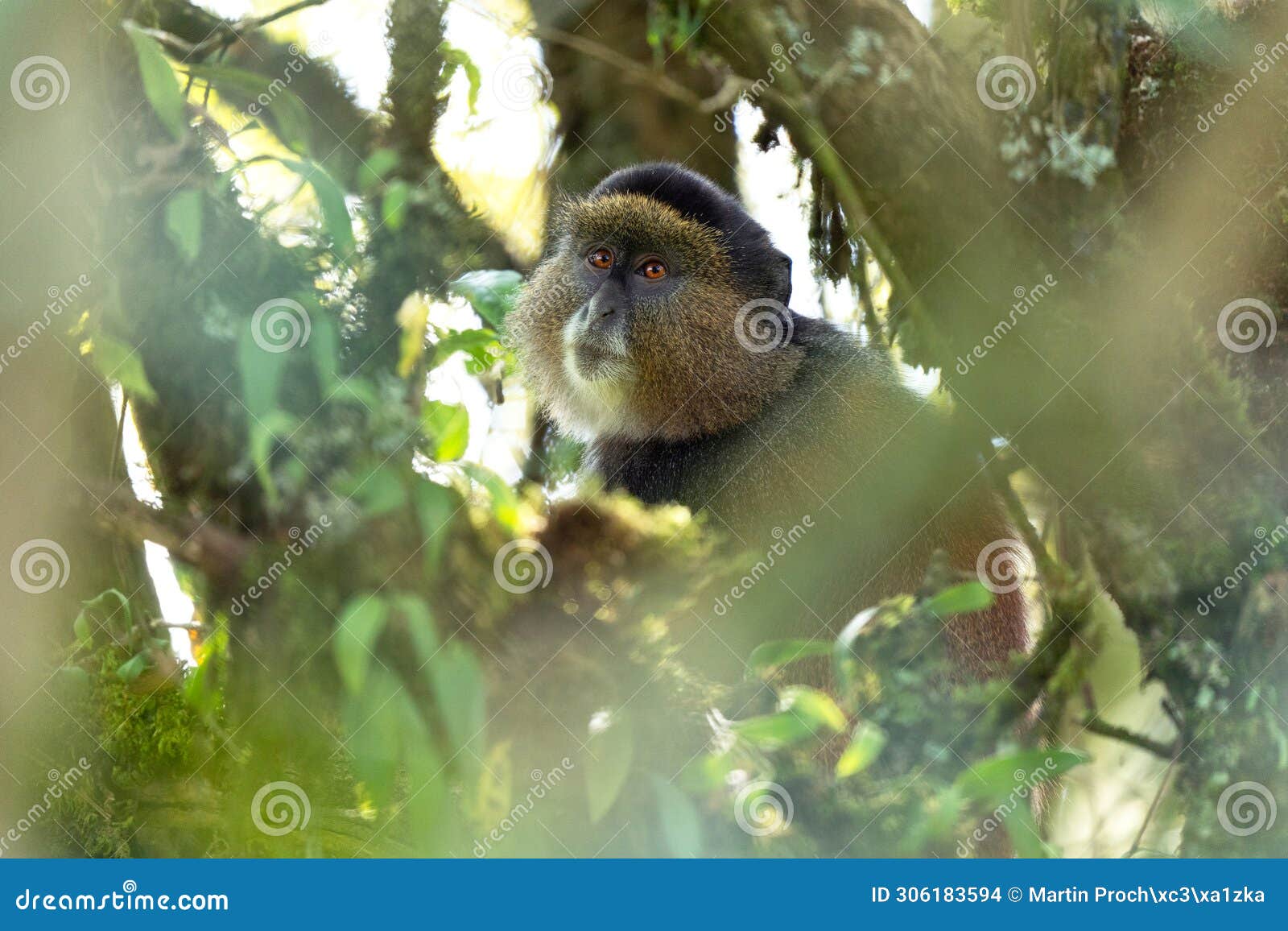 Golden Monkey, Cercopithecus Kandti Stock Photo - Image of poacher ...