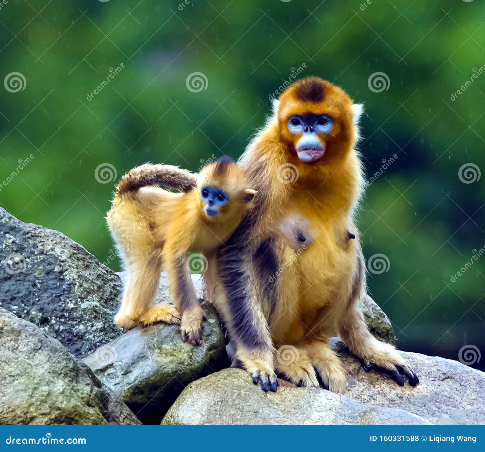 Golden monkey stock photo. Image of wild, woods, decoration - 160331588