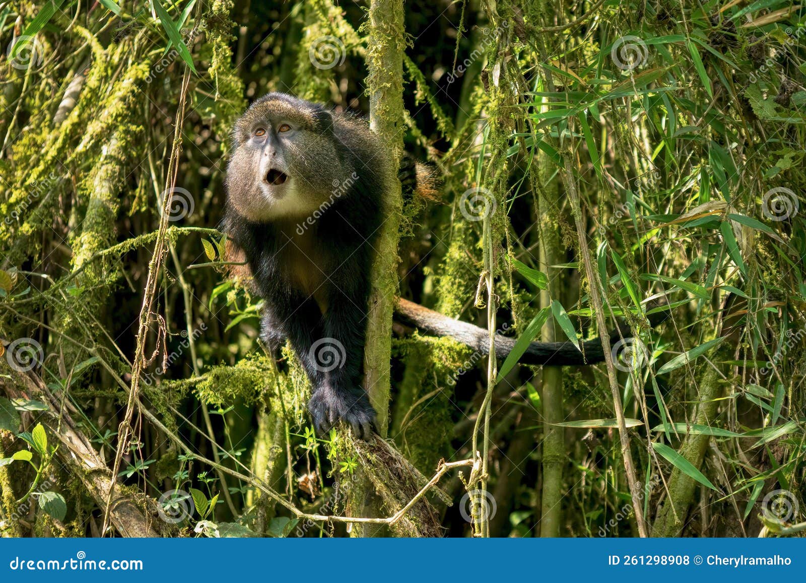 A Golden Monkey Looking Interested in a Bamboo Forest in Rwanda. Stock ...