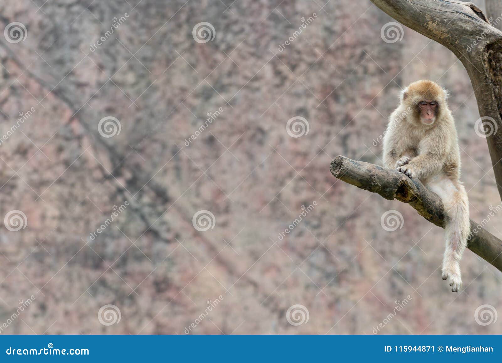 Golden Monkey-Macaque-Macaca Mulatta Stock Image - Image of ...