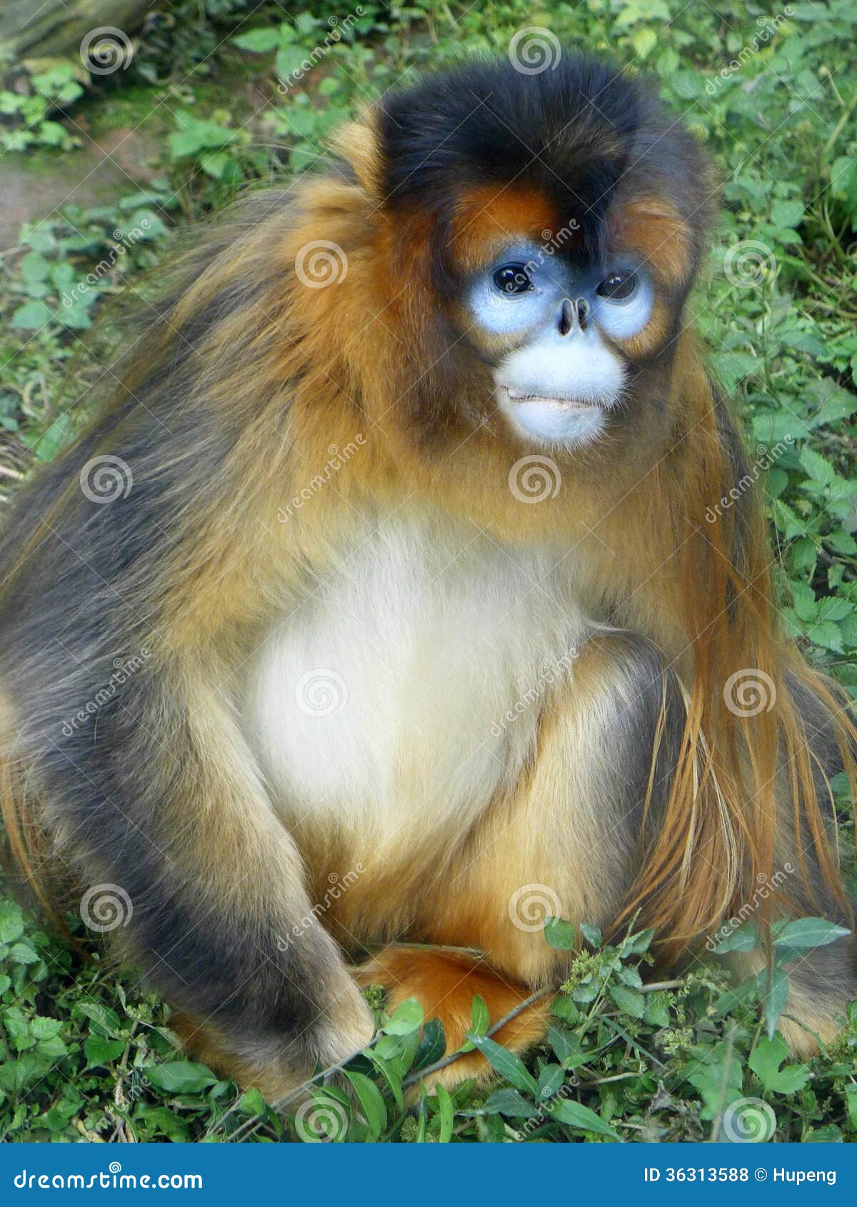 Golden Monkey At Jinbian Stream In Zhangjiajie Wulingyuan Royalty-Free ...
