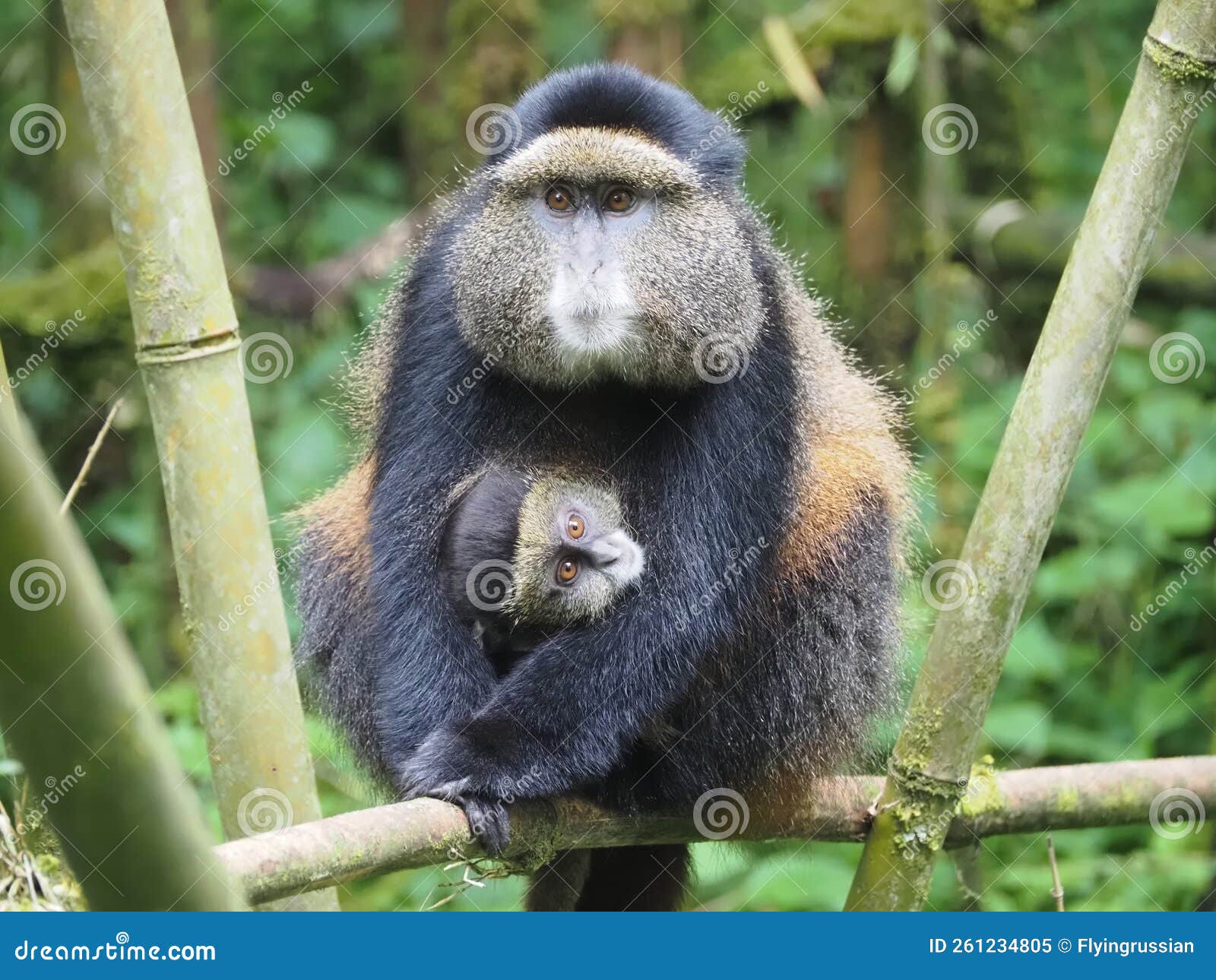 Golden Monkies - Cercopithecus Kandti - in the Jungle in Rwanda ...