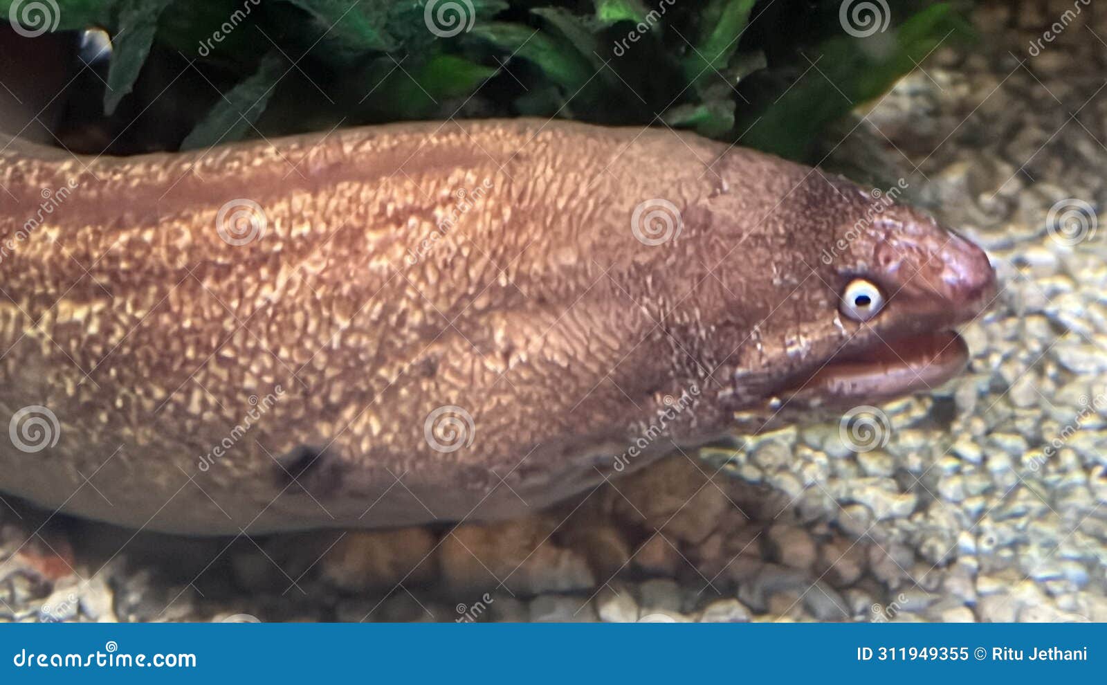 A Golden Moray Eel stock image. Image of marine, close - 311949355
