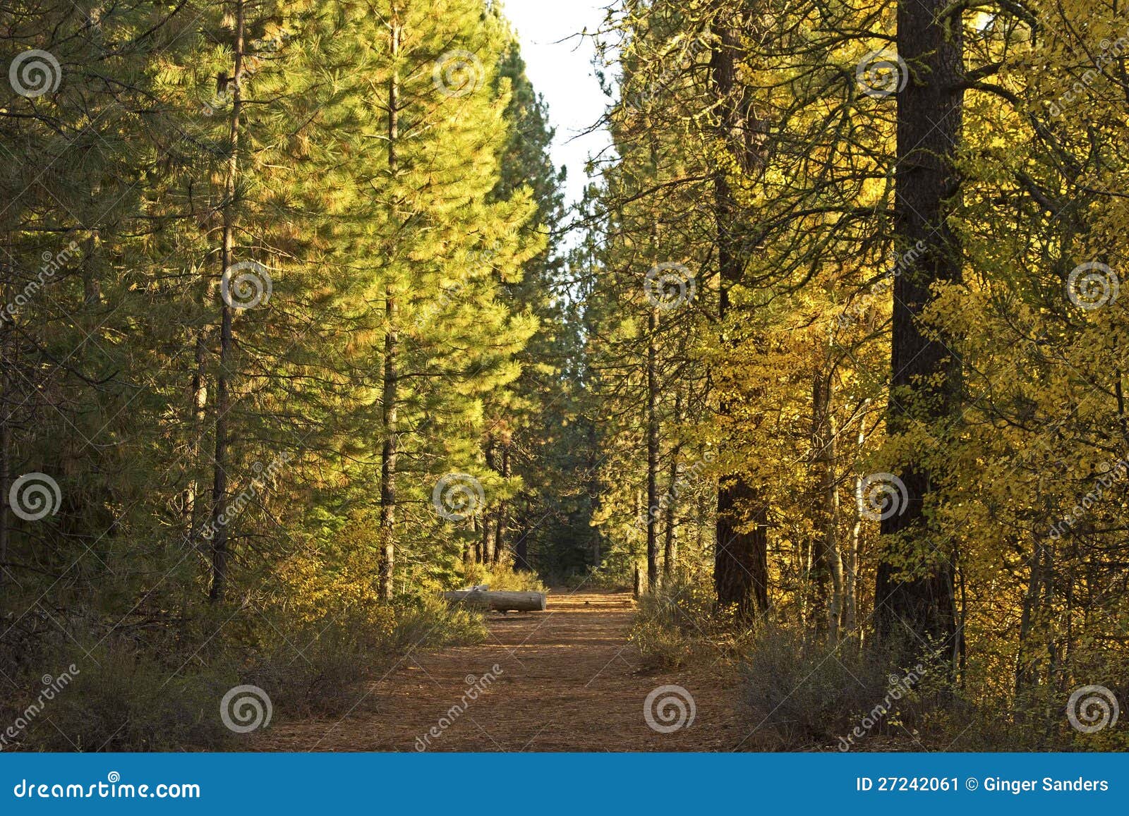 Golden Morning Light on Mountain Hiking Trail Stock Image - Image of ...