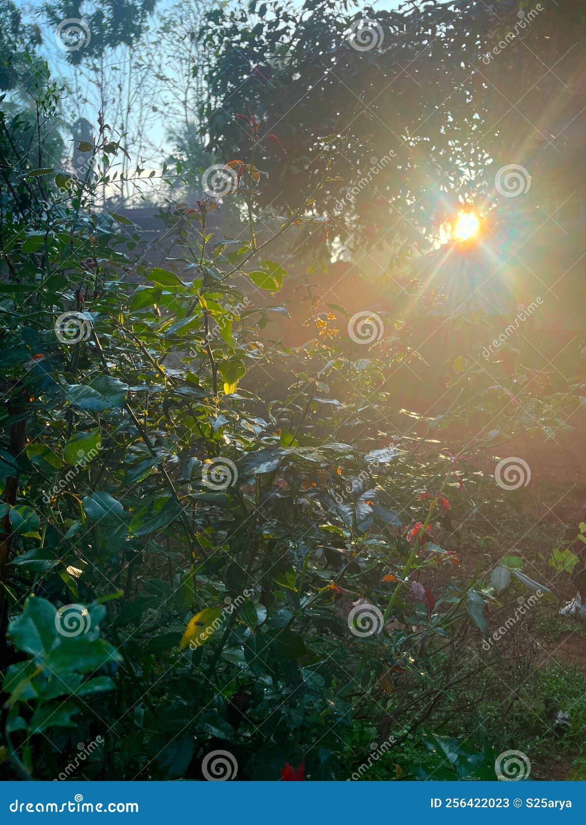 Golden Morning Rays through Leaves Stock Image - Image of garden, rays ...