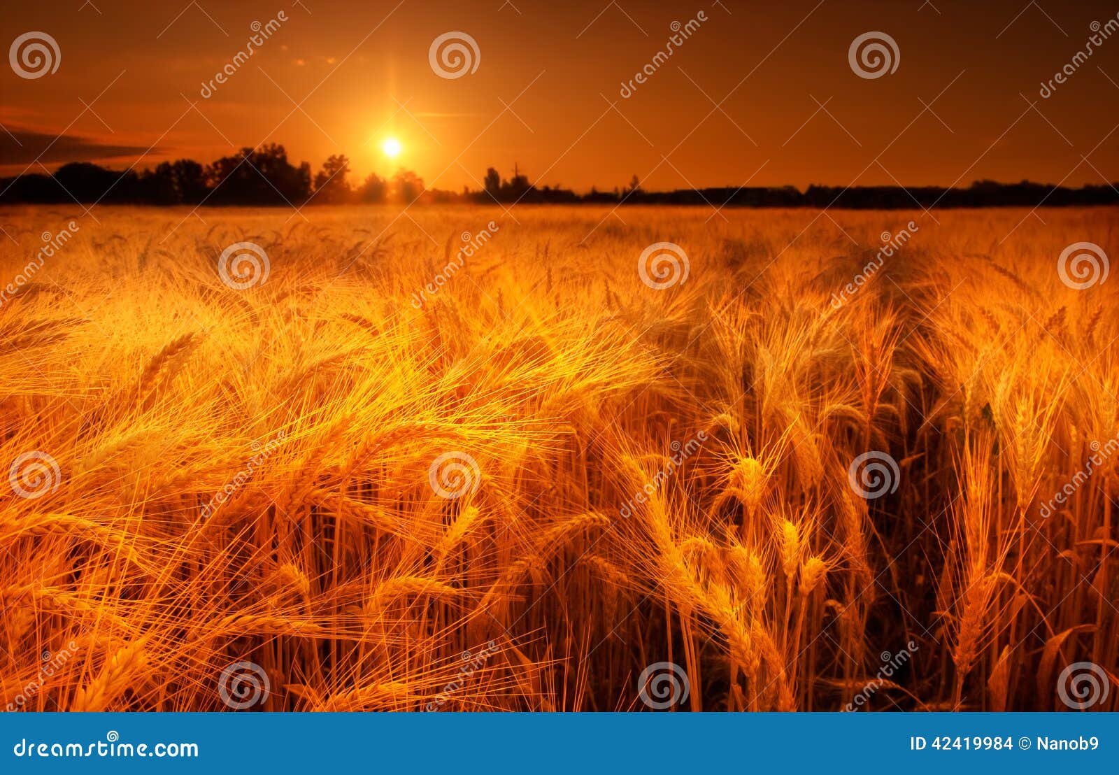 Golden morning stock photo. Image of light, summer, lights - 42419984