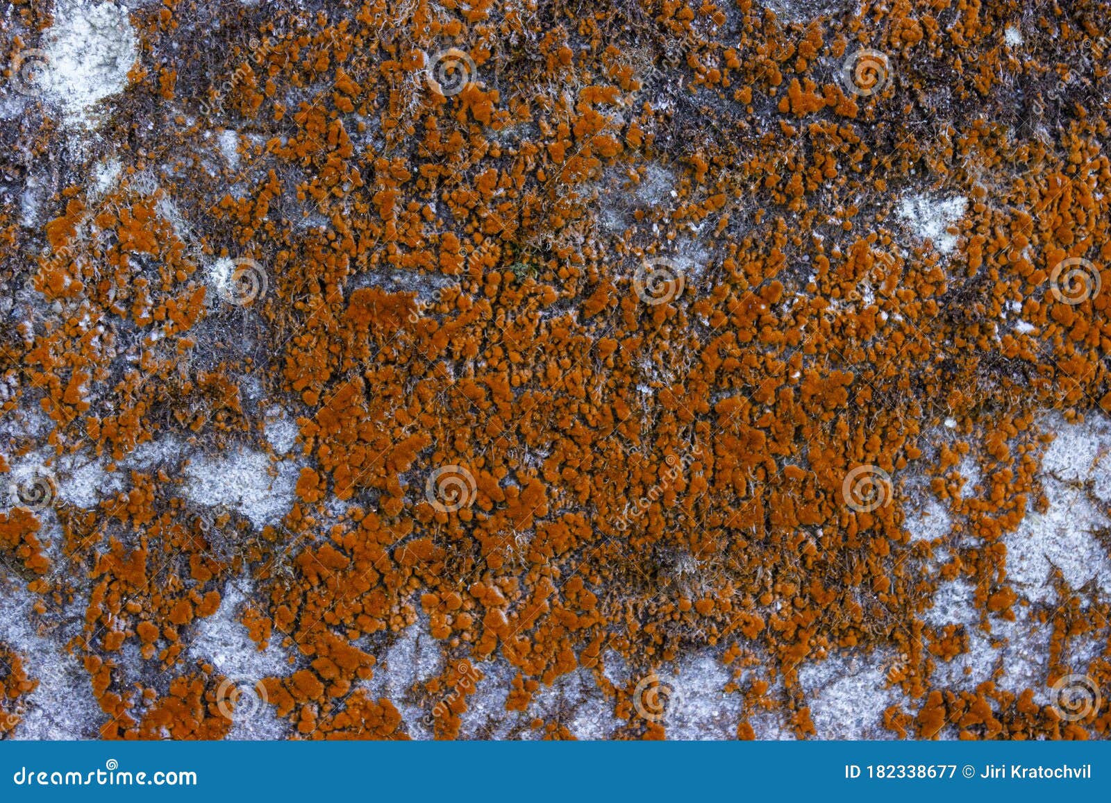Golden Moss on Stones in Forest Stock Image - Image of beautiful ...