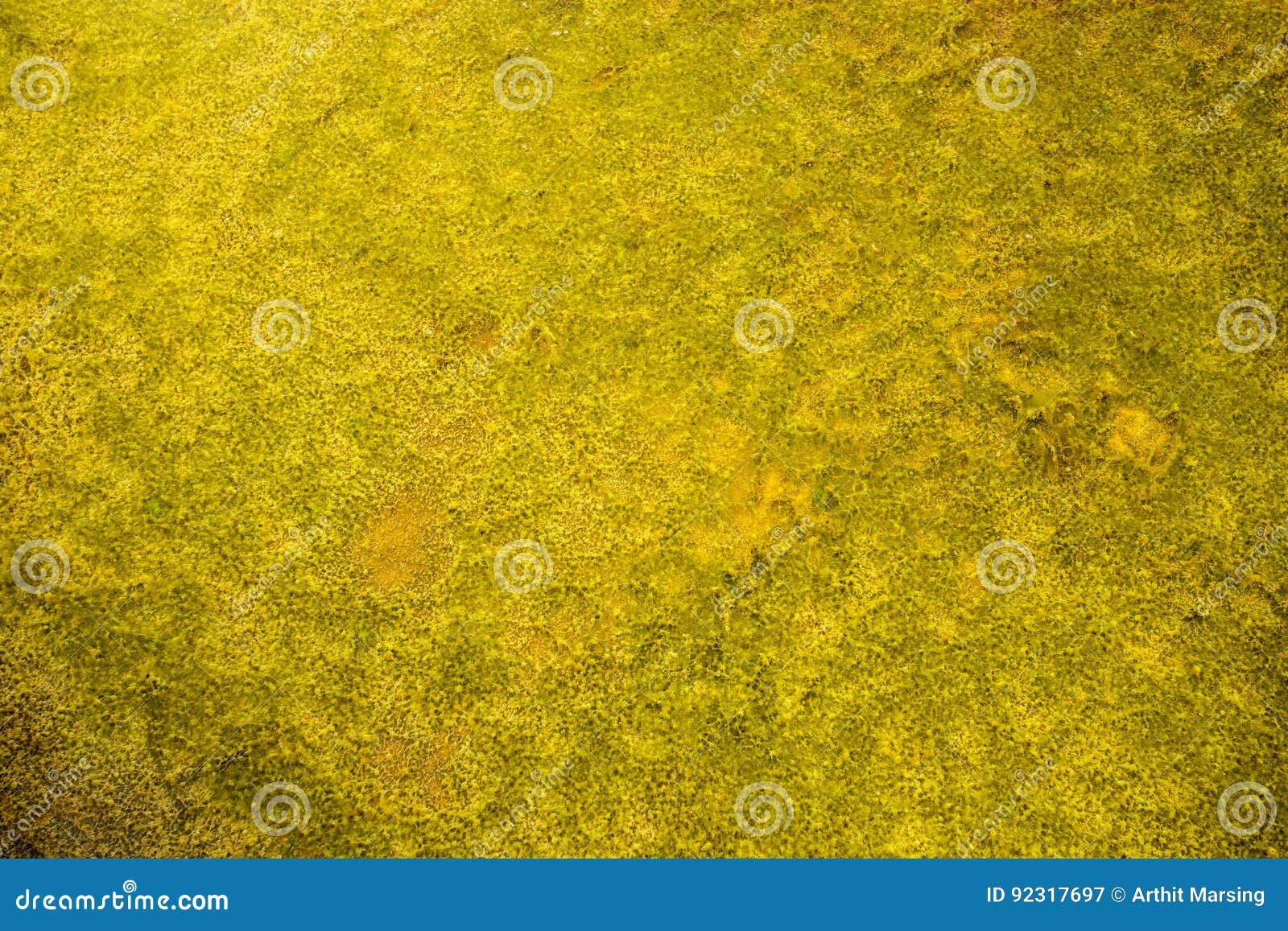 Golden Moss Under Water, Golden Texture Background Created by Under ...