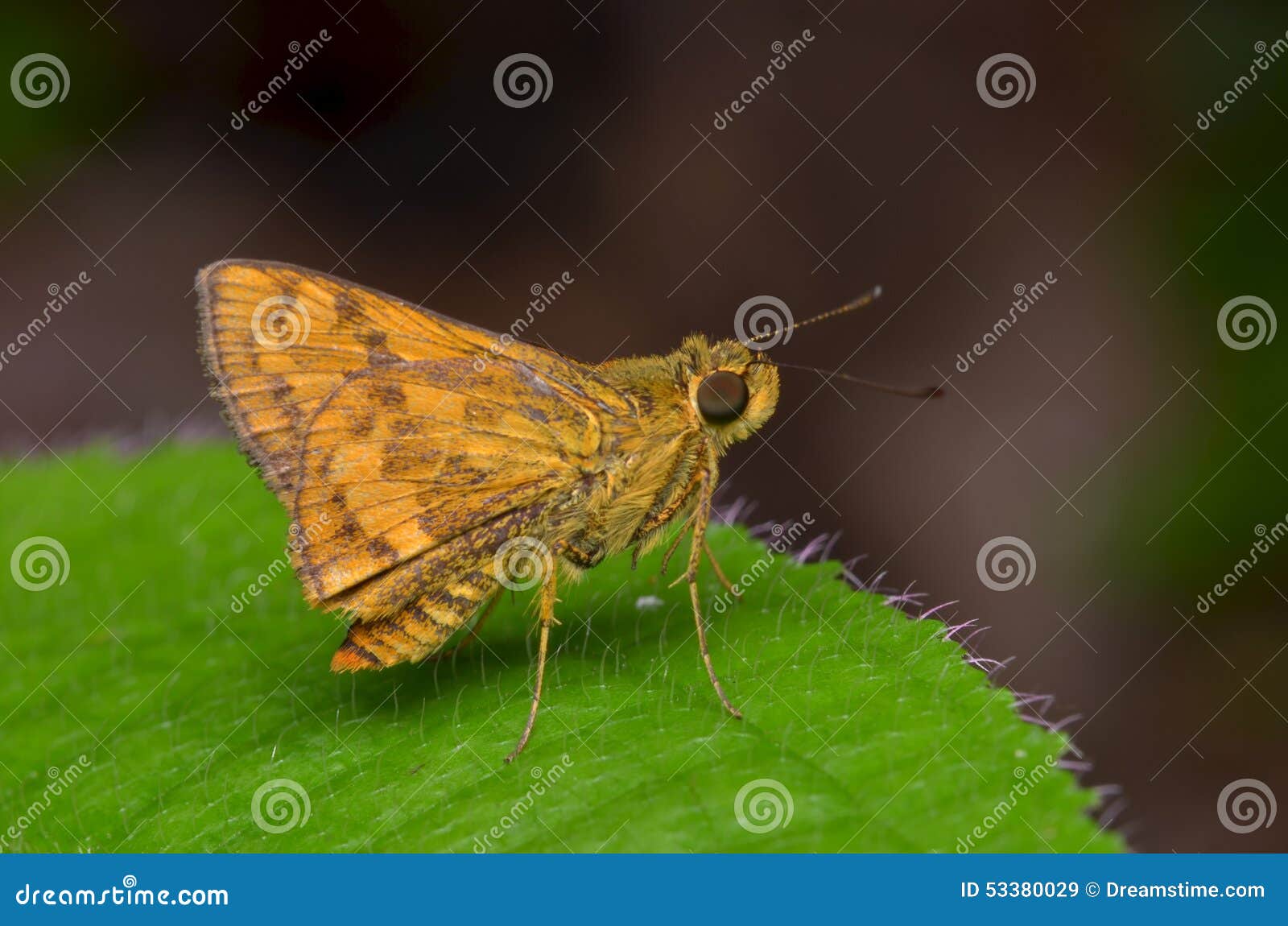 The golden moth stock image. Image of colorfull, moths - 53380029