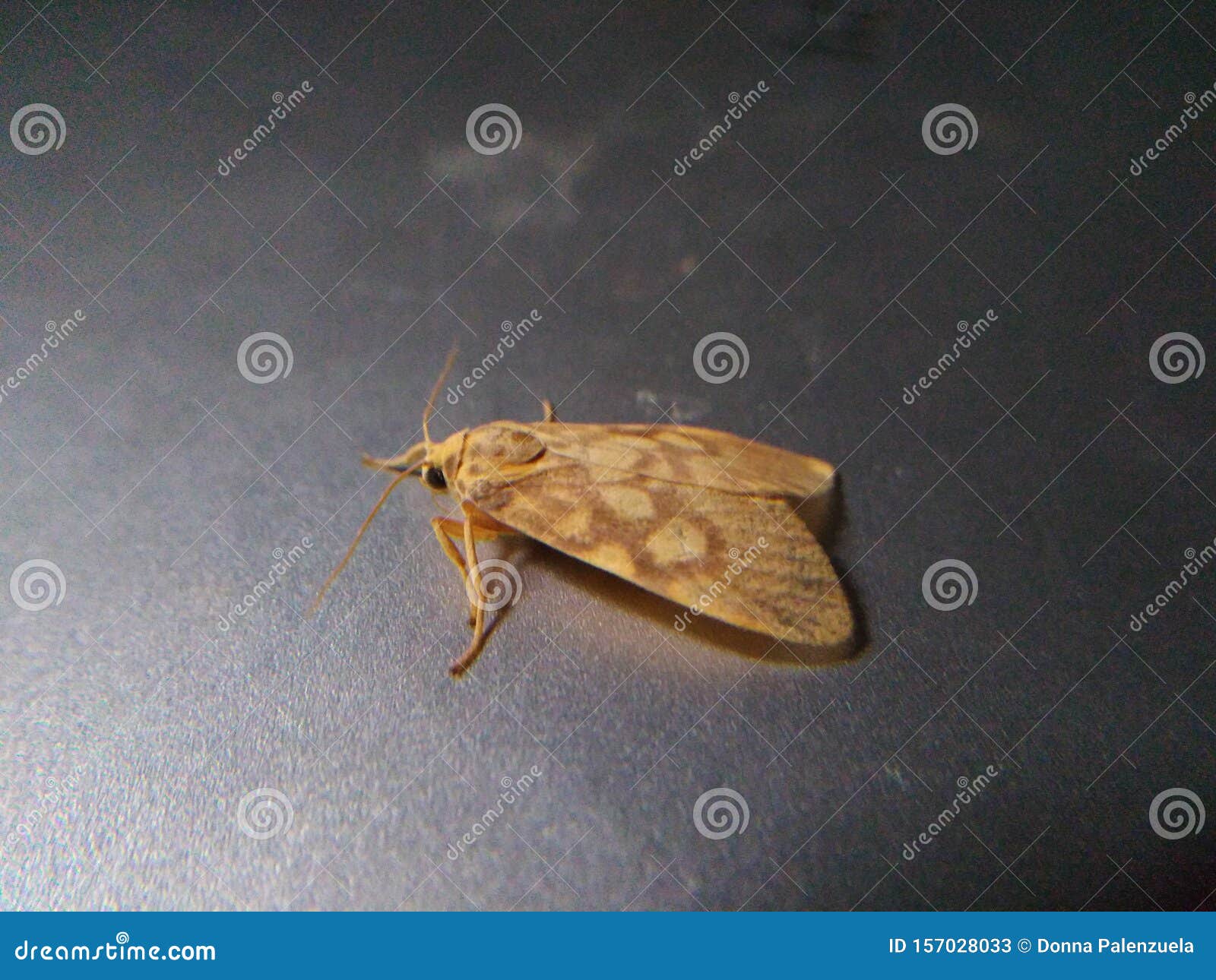 Golden moth stock image. Image of insect, wings, moth - 157028033
