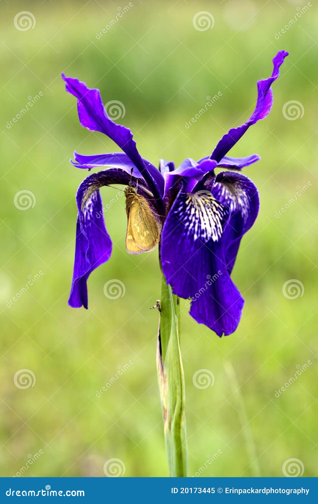 Golden Moth on Purple Iris stock image. Image of gold - 20173445