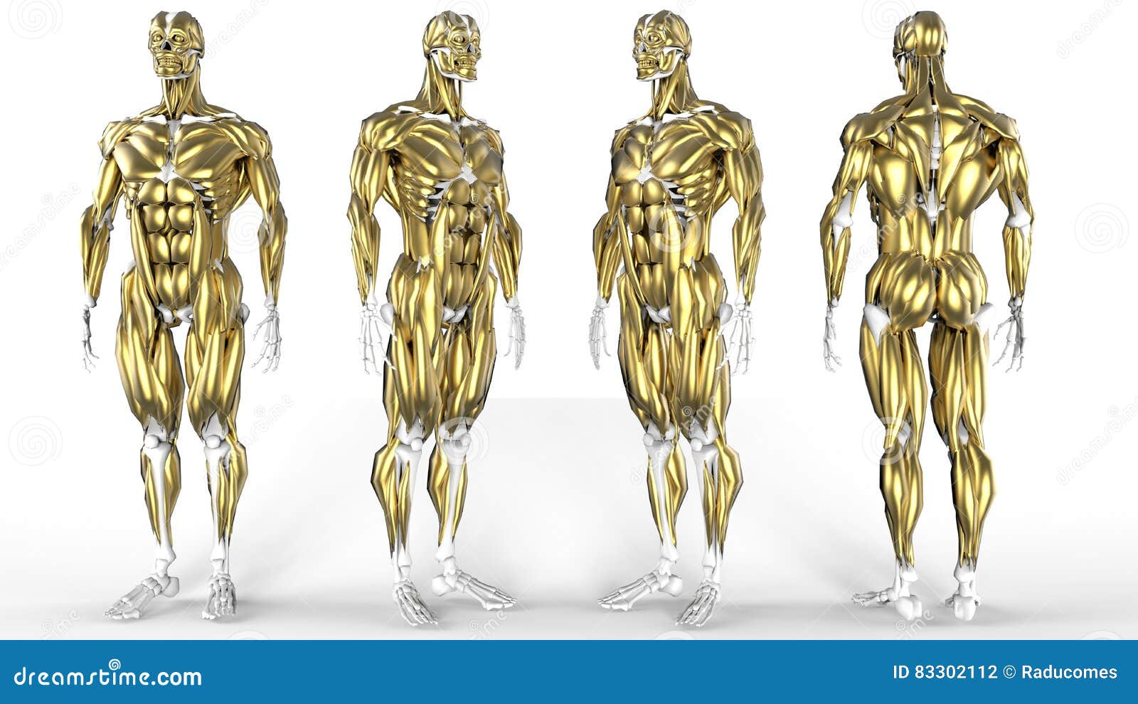Golden muscles stock illustration. Illustration of display - 83302112