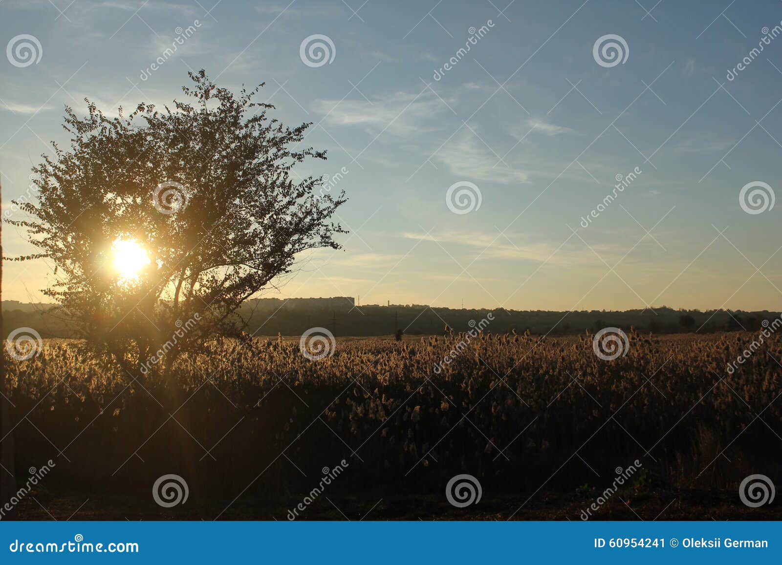 Golden_Nature stock image. Image of clear, nature, park - 60954241