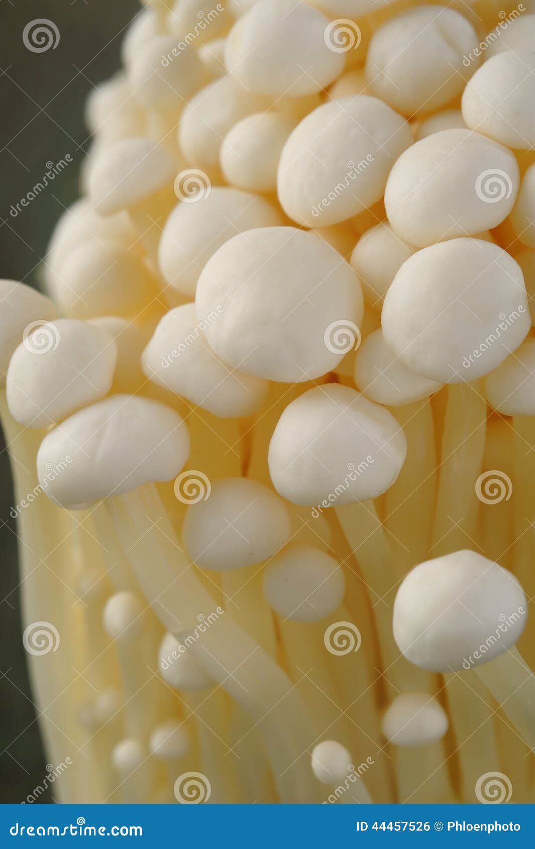 Golden needle mushroom stock photo. Image of close, organic - 44457526